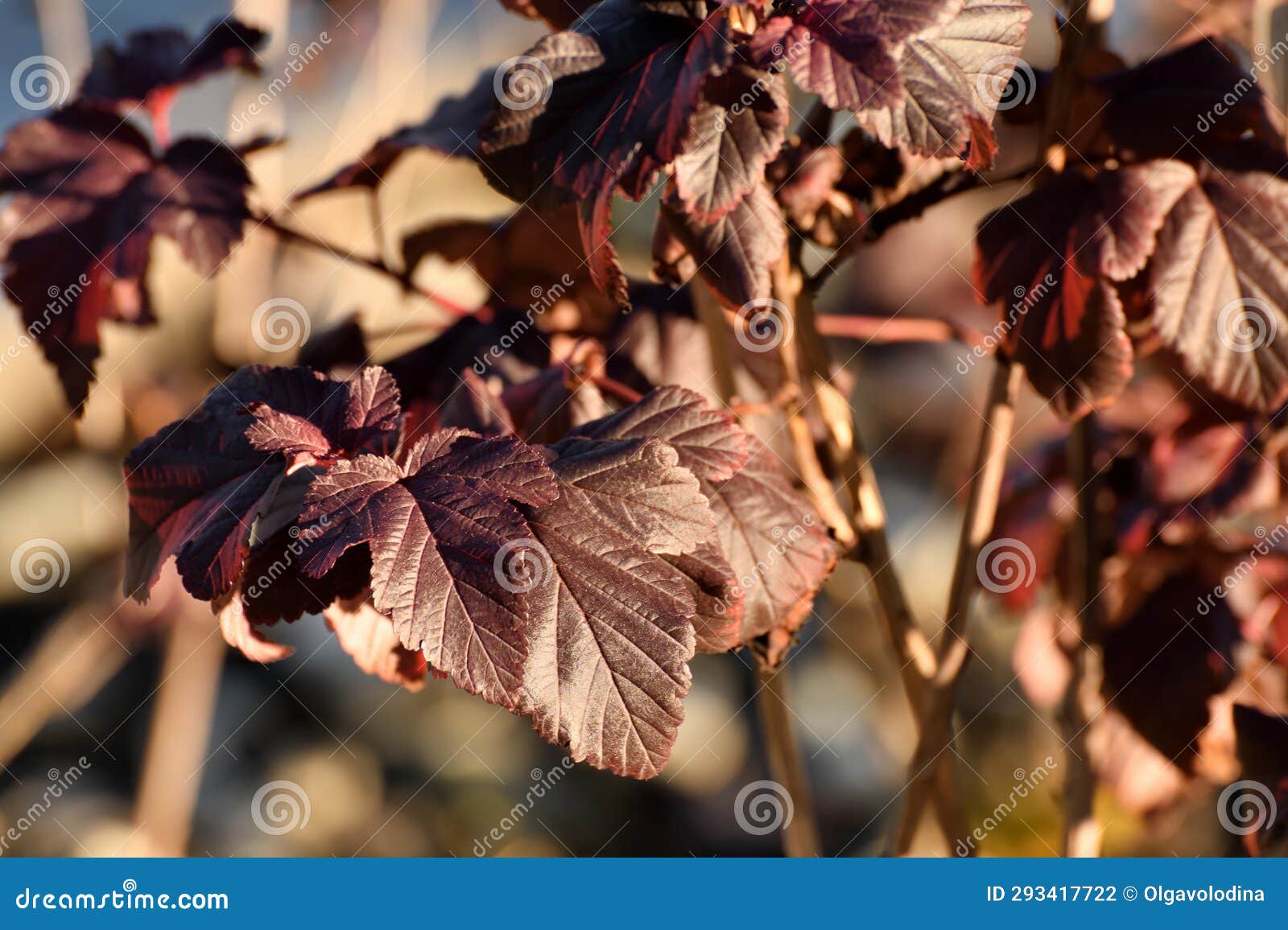 Shrub Viburnum Leaf, Red Diablo Variety Stock Photo - Image of ...