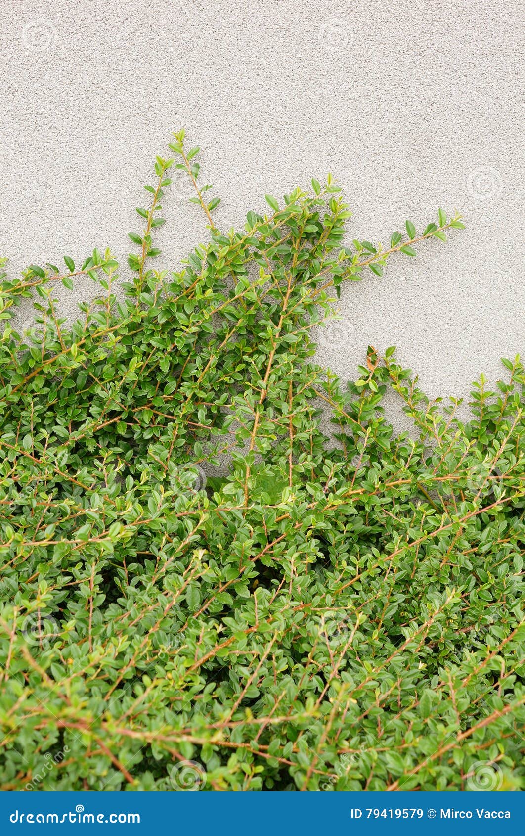 Shrub on wall stock image. Image of bush, outdoor, twigs - 79419579