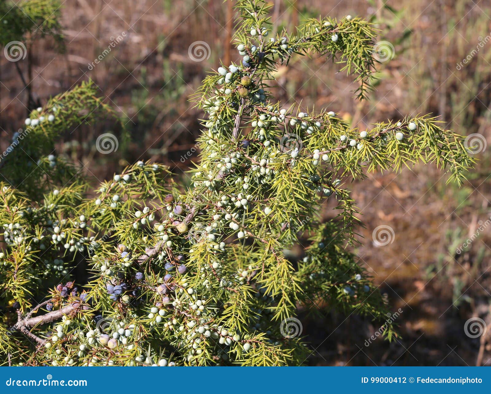 Shrub with Wild Juniper Berries Stock Photo - Image of plant, shrub ...