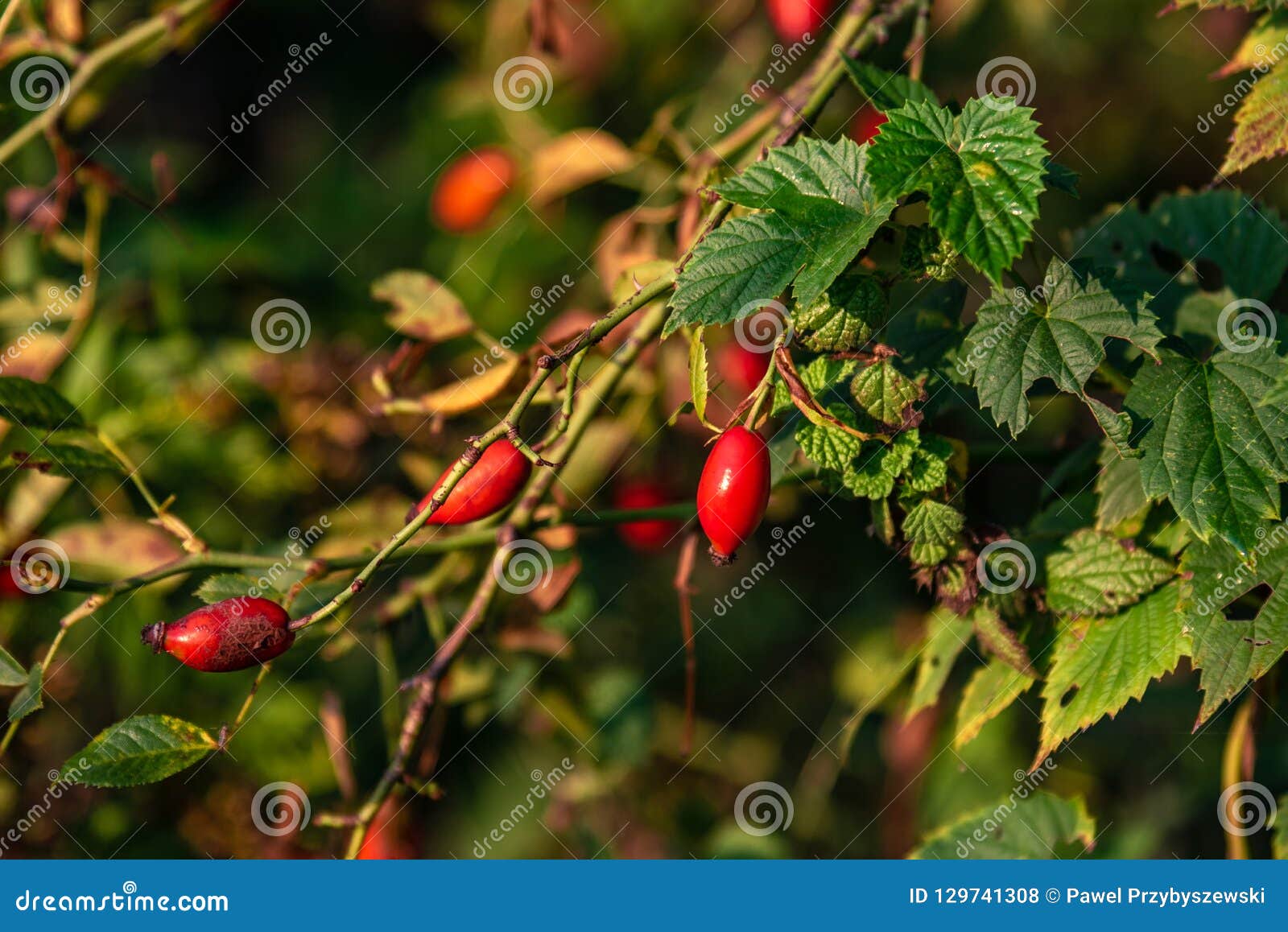 Shrub of Wild Rose Fruit in Natural Environment. Stock Photo - Image of ...