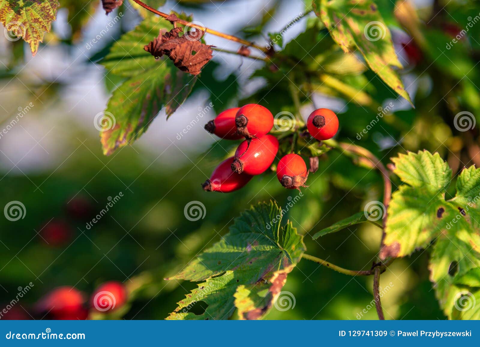 Shrub of Wild Rose Fruit in Natural Environment. Stock Image - Image of ...