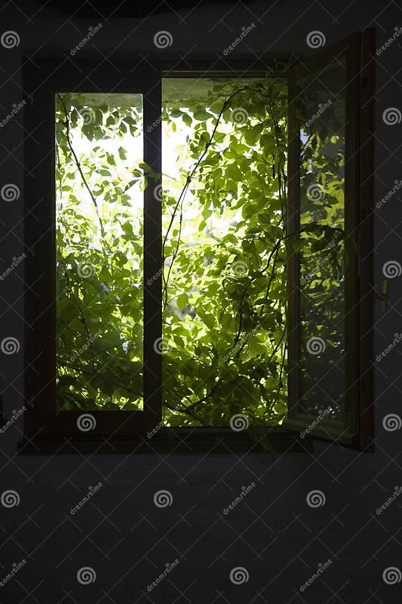 Shrubbery Behind Window stock image. Image of summerhouse - 33896165