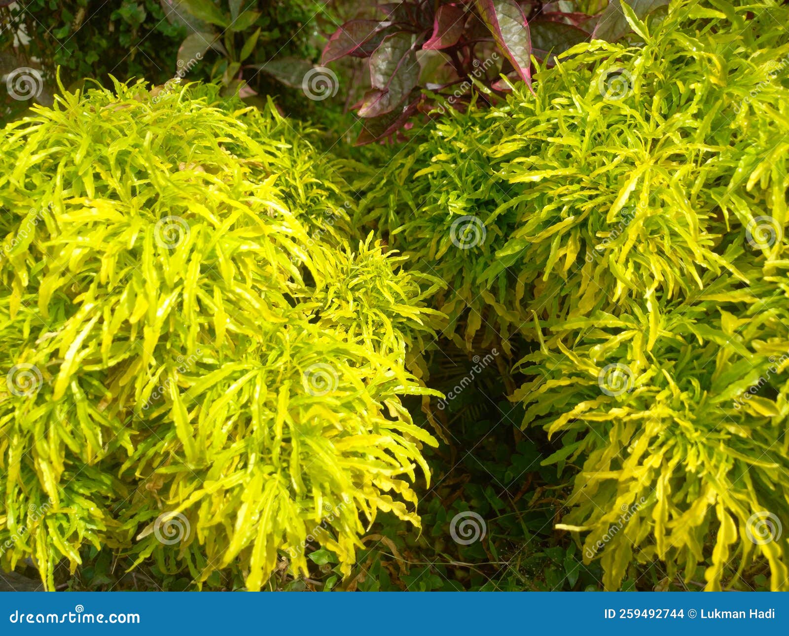 The Shrubbery in the Garden Stock Photo - Image of yellow, forest ...