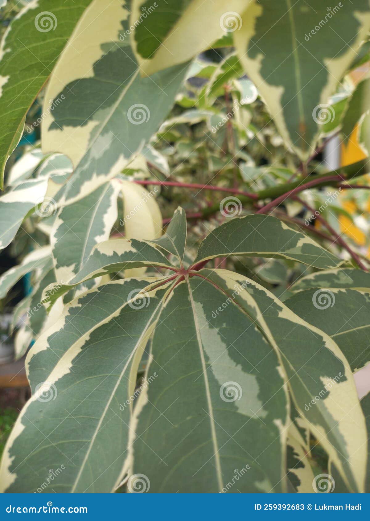 The Shrubbery in the Garden Leaf Stock Image - Image of wildflower ...