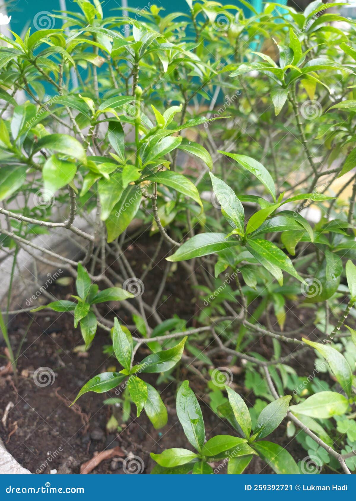 The Shrubbery in the Garden Stock Image - Image of green, fruit: 259392721