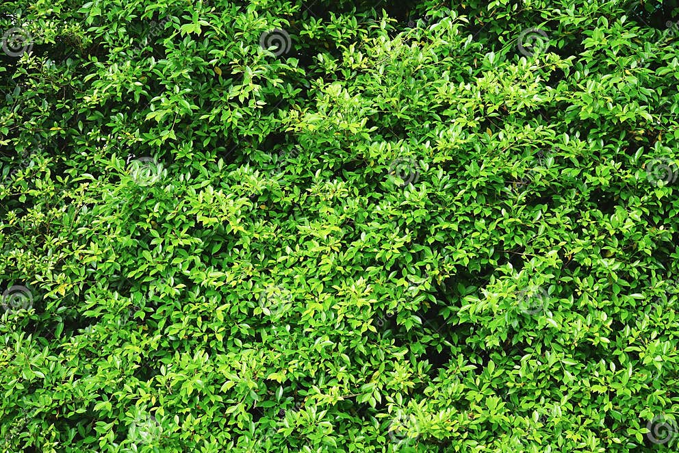 Shrubbery, Green Hedges Background. Stock Image - Image of garden ...