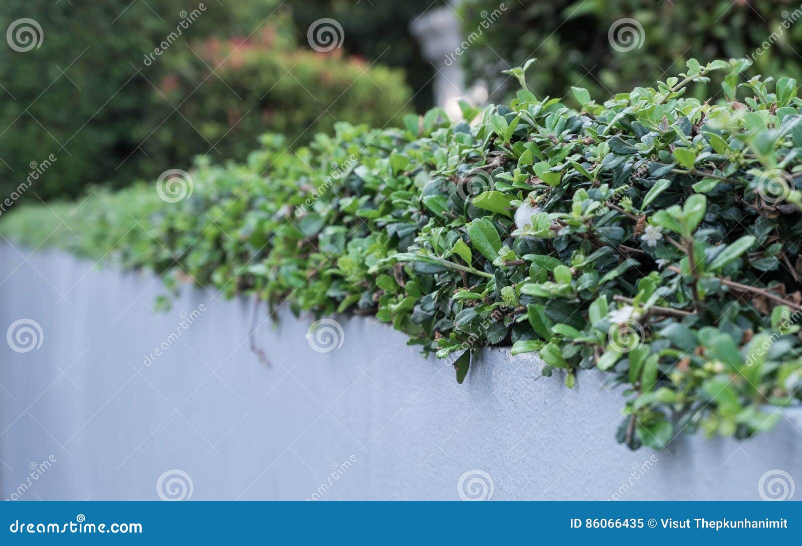 Shrubbery stock image. Image of rural, outdoor, green - 86066435