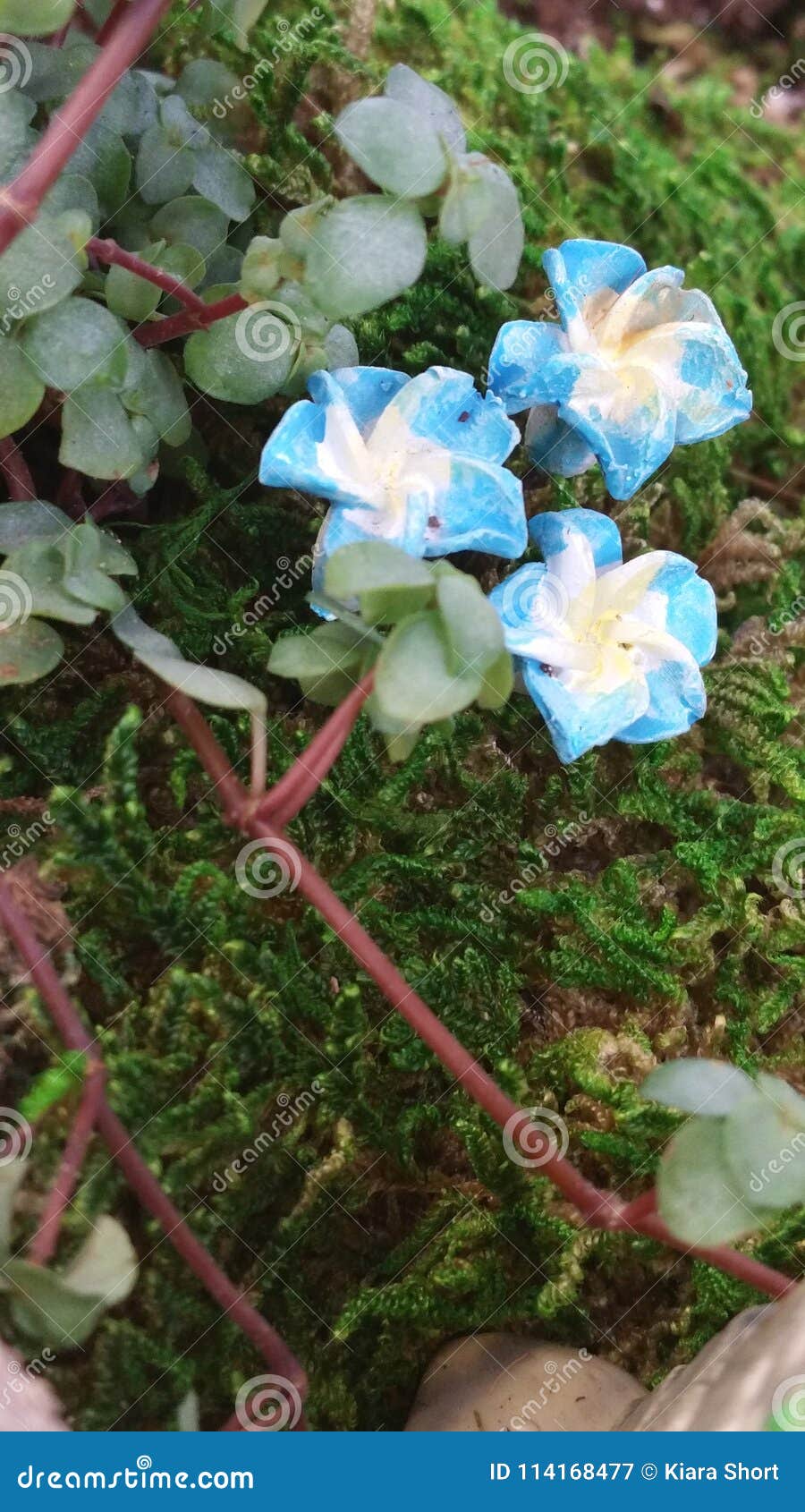 Shrubbery stock image. Image of green, blue, flowers - 114168477