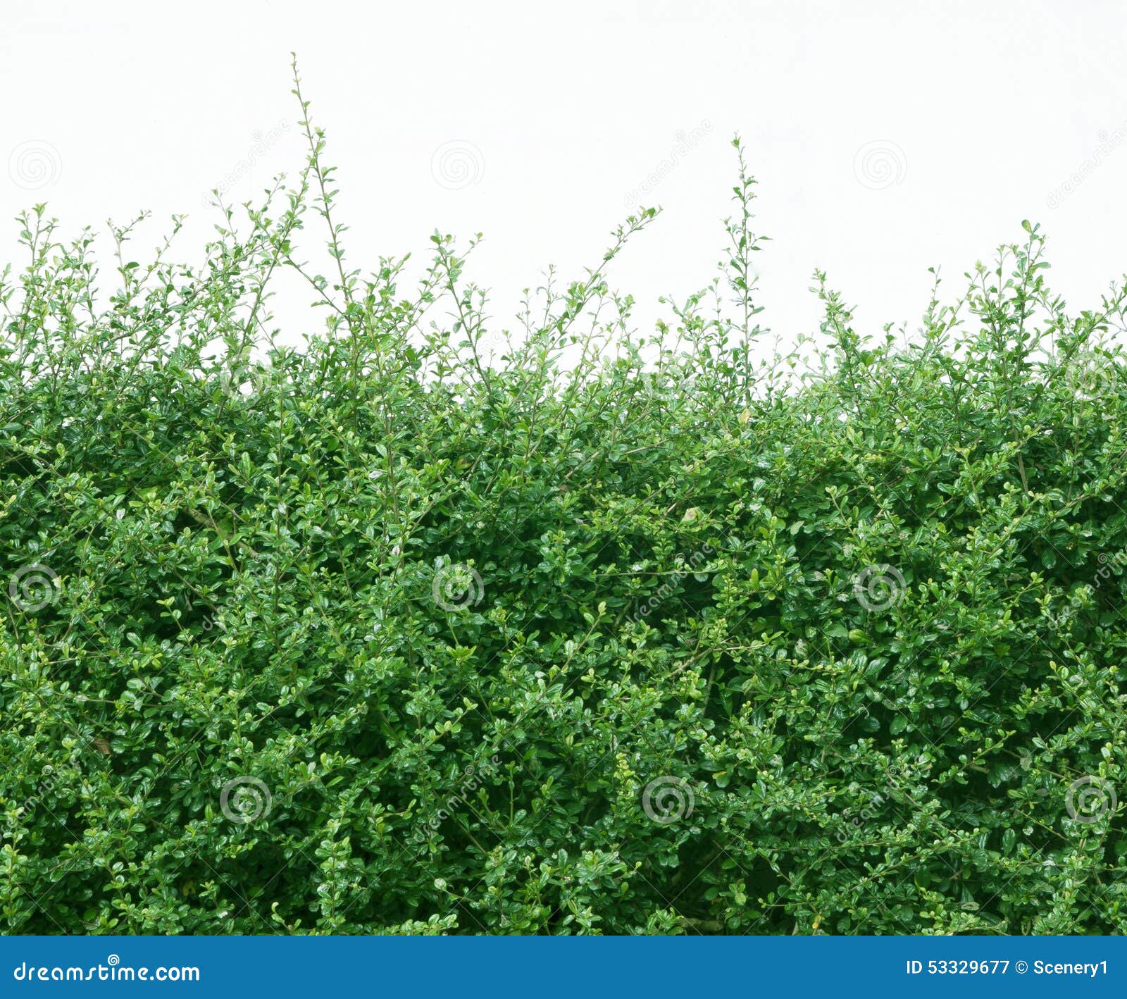 Shrubbery small tree stock image. Image of scene, spring - 53329677