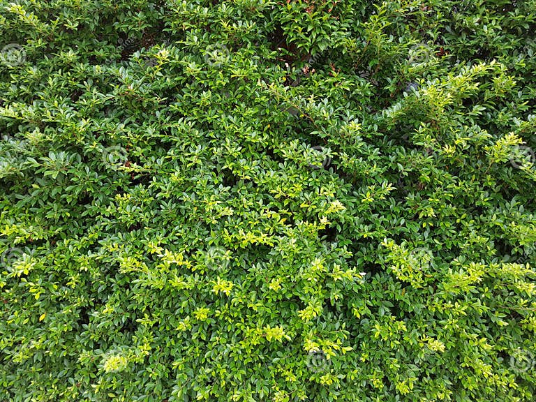 Shrubbery stock image. Image of banyan, littlebanyan - 74083695