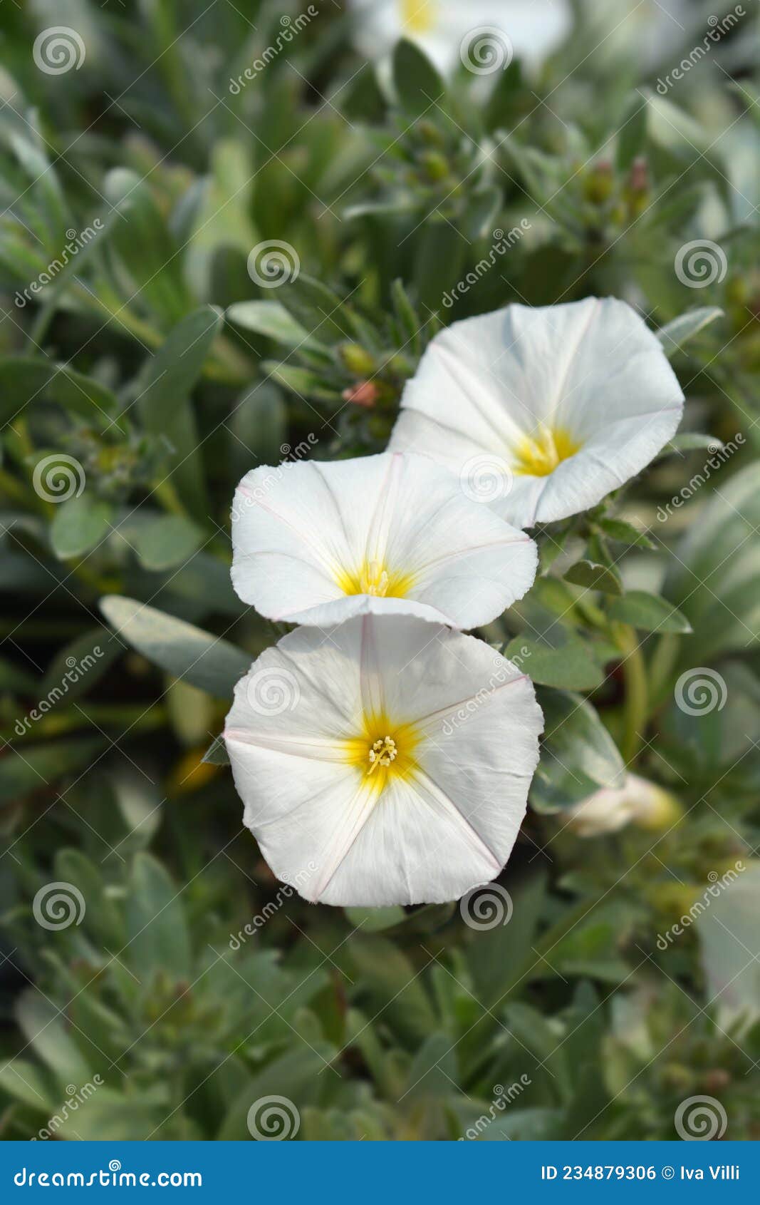 Shrubby bindweed stock photo. Image of shrubby, nature - 234879306
