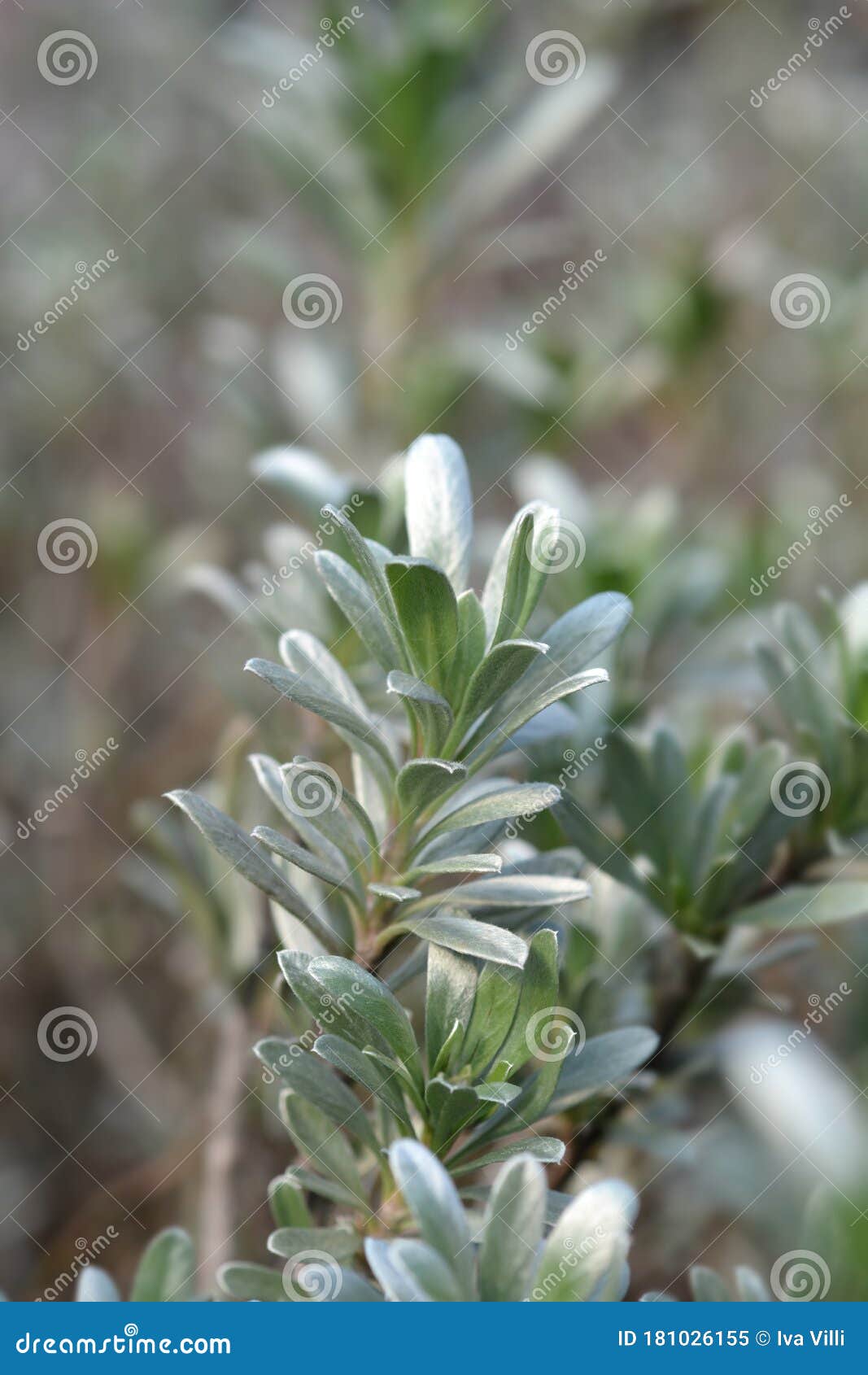 Shrubby bindweed stock image. Image of garden, shrubby - 181026155