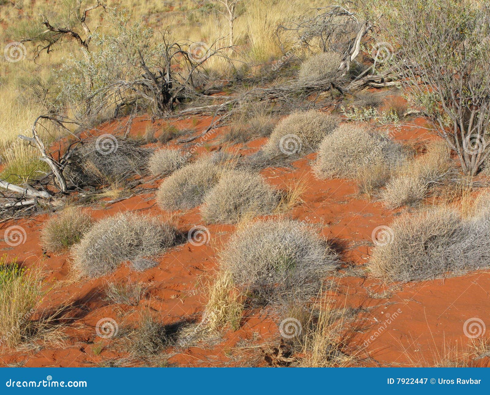 Shrubby countryside stock image. Image of dirt, drought - 7922447