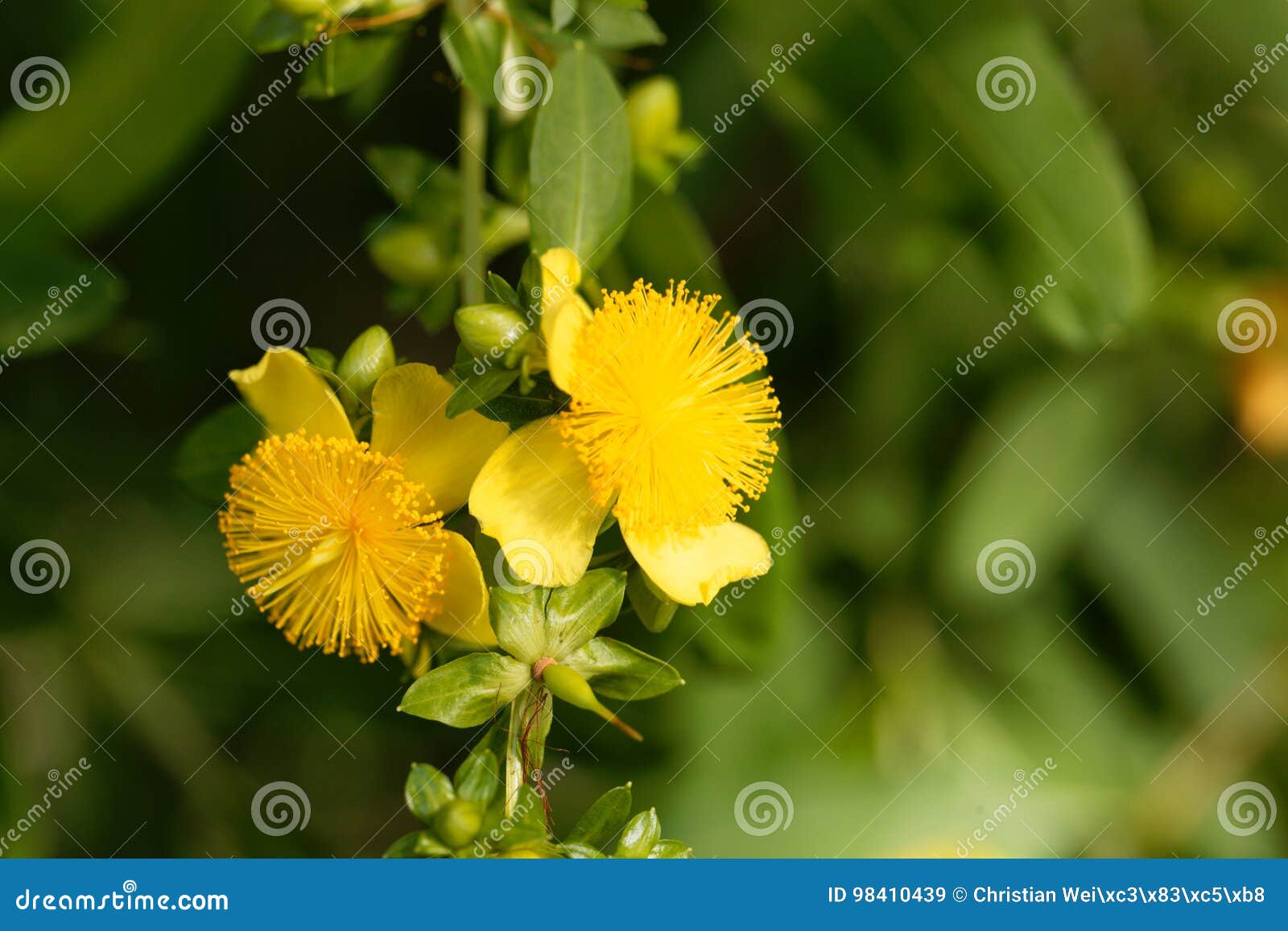 711 Shrubby Vegetation Stock Photos - Free & Royalty-Free Stock Photos ...