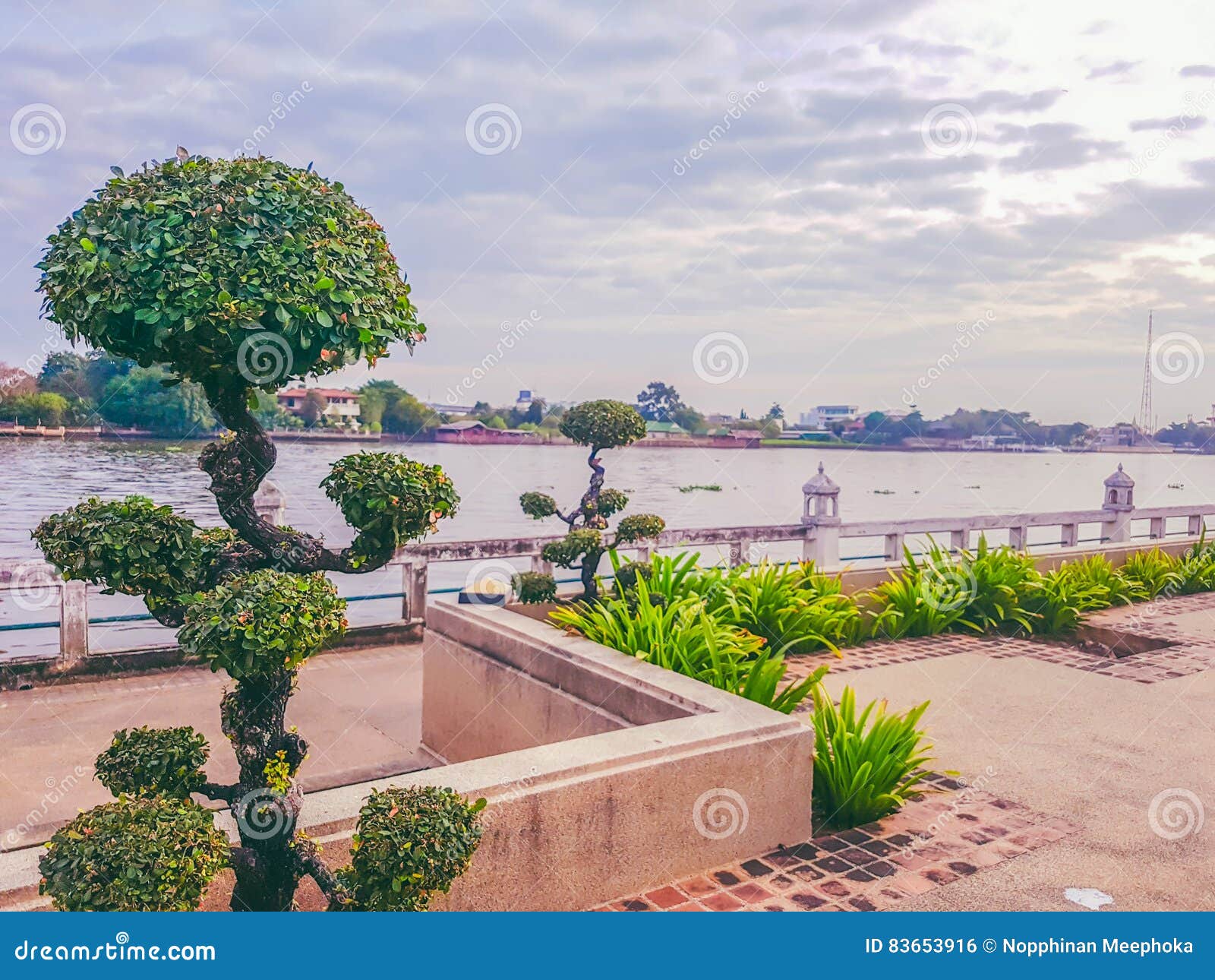 Shrubby tree planted stock photo. Image of bonsai, green - 83653916