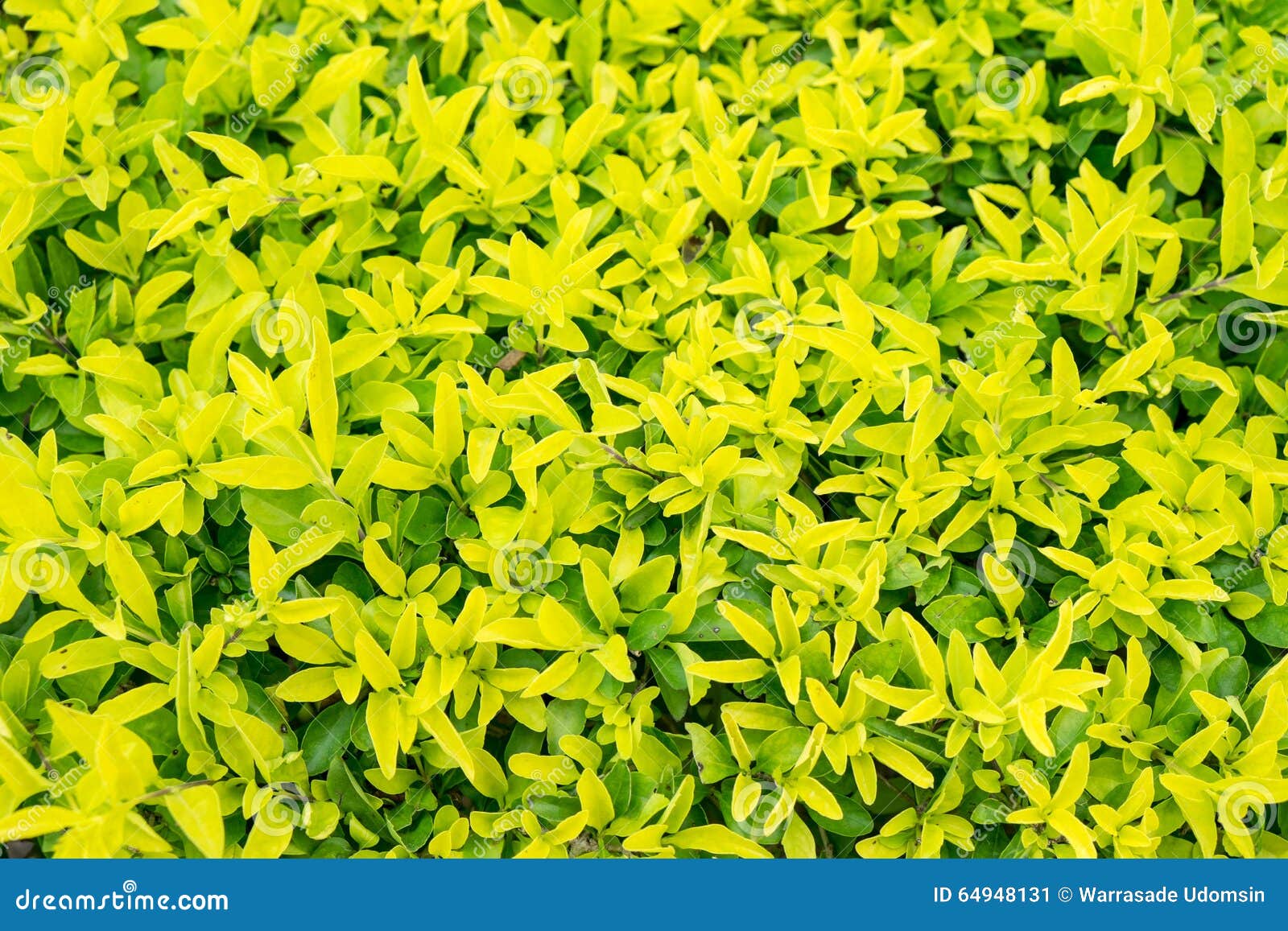 Shrubby tree, Thailand stock image. Image of fresh, shrubs - 64948131