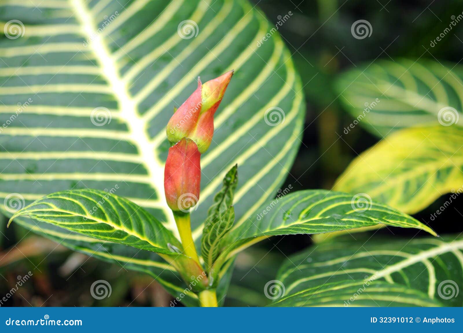 Shrubby whitevein flower stock photo. Image of tiny, blossom - 32391012