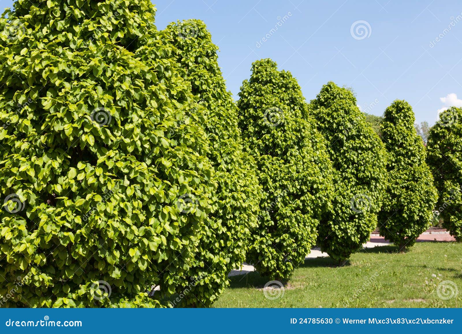 Shrubs stock photo. Image of plant, detail, park, nature - 24785630
