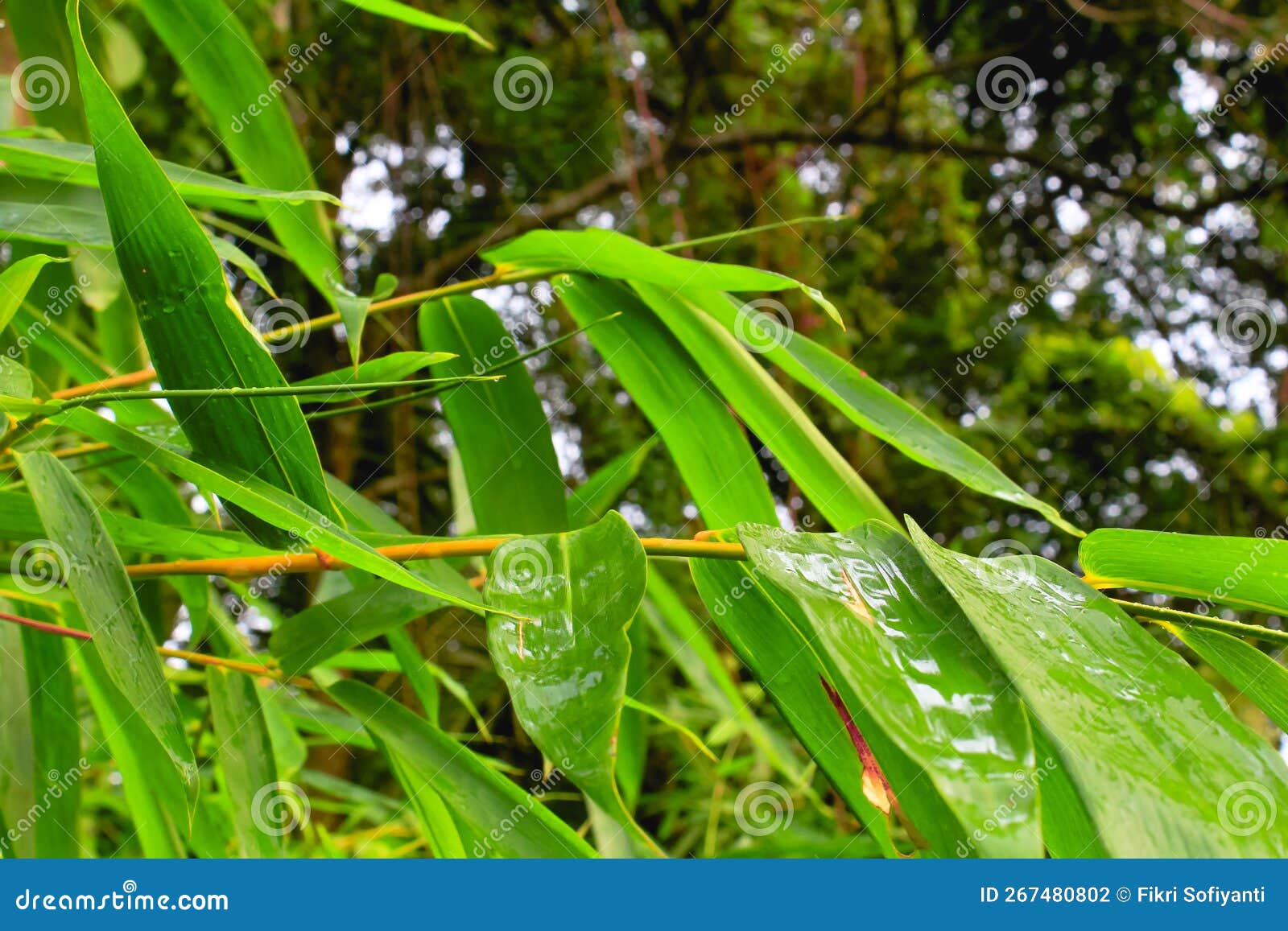 Shrubs of Bamboo Forest Plants Growing in the Wild Stock Photo - Image ...