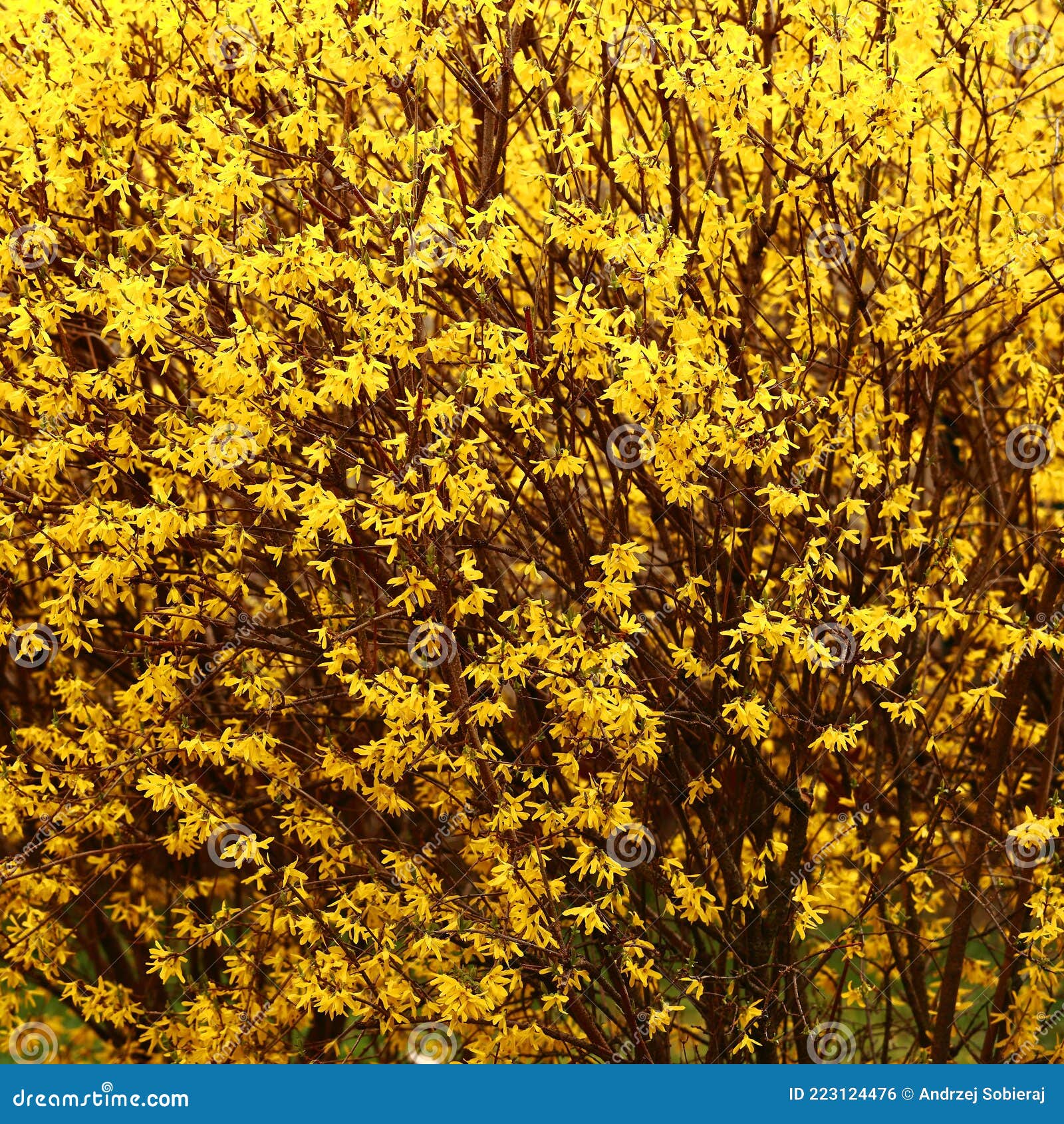 Shrubs Blooming Yellow in Spring Stock Photo - Image of nature, spring ...
