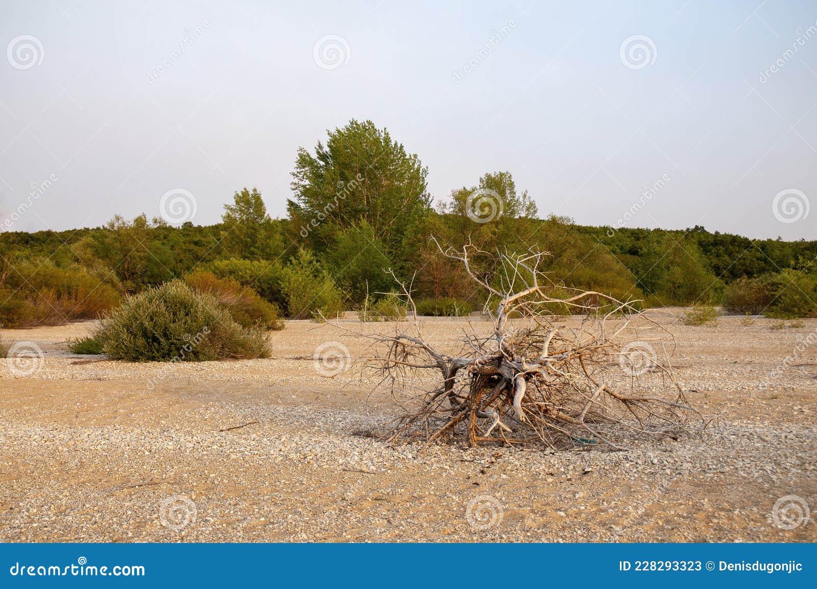 Shrubs and a Dead Tree on the Shore of the Lake Stock Image - Image of ...