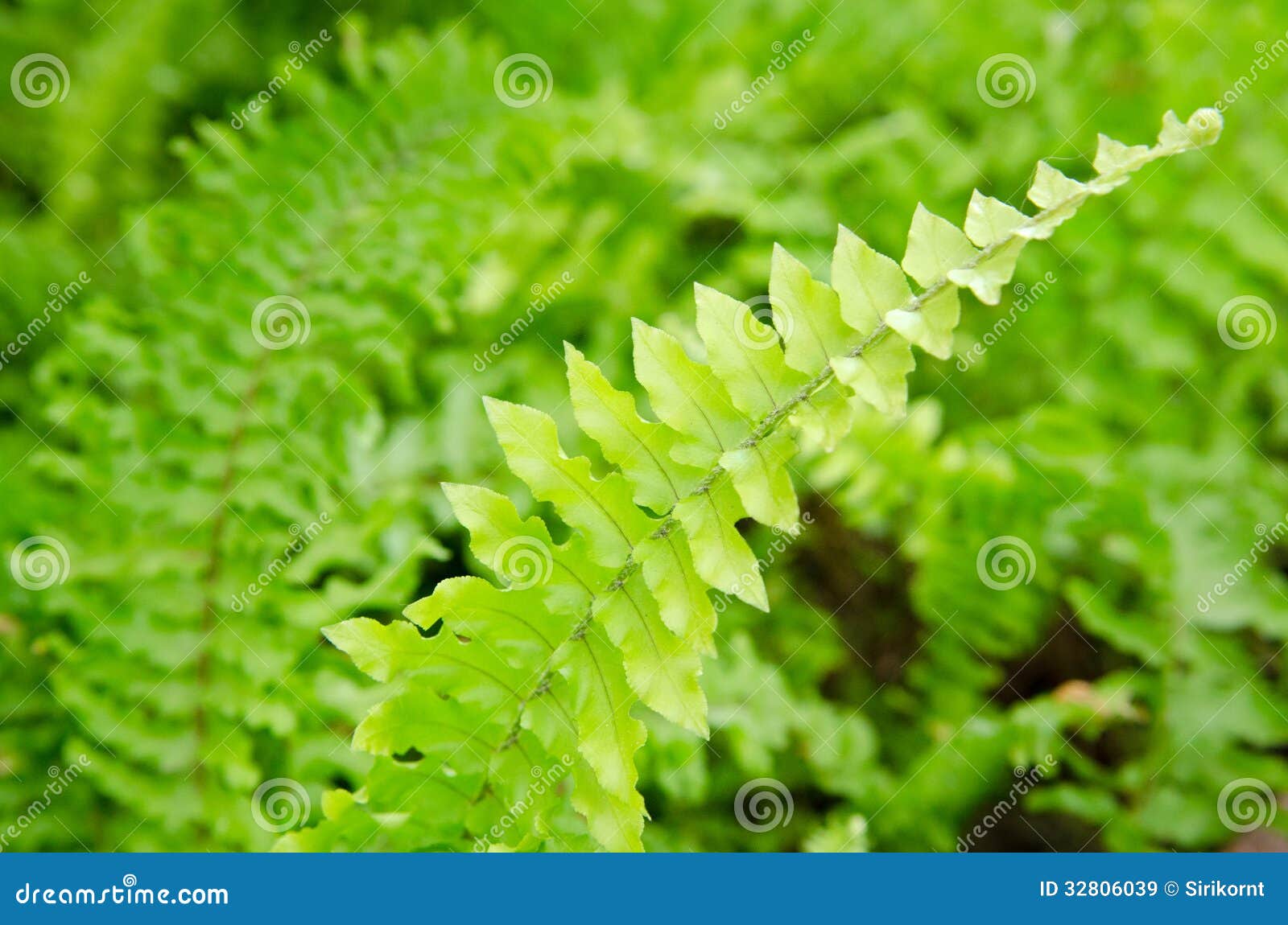 Shrubs fern. Background. stock image. Image of frond - 32806039