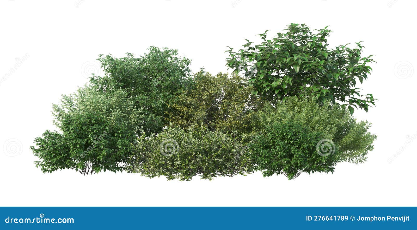 Shrubs and Flower on a White Background Stock Illustration ...