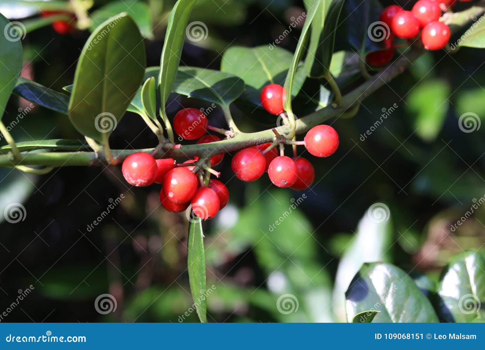 Bright red berries stock image. Image of bright, fruit - 109068151
