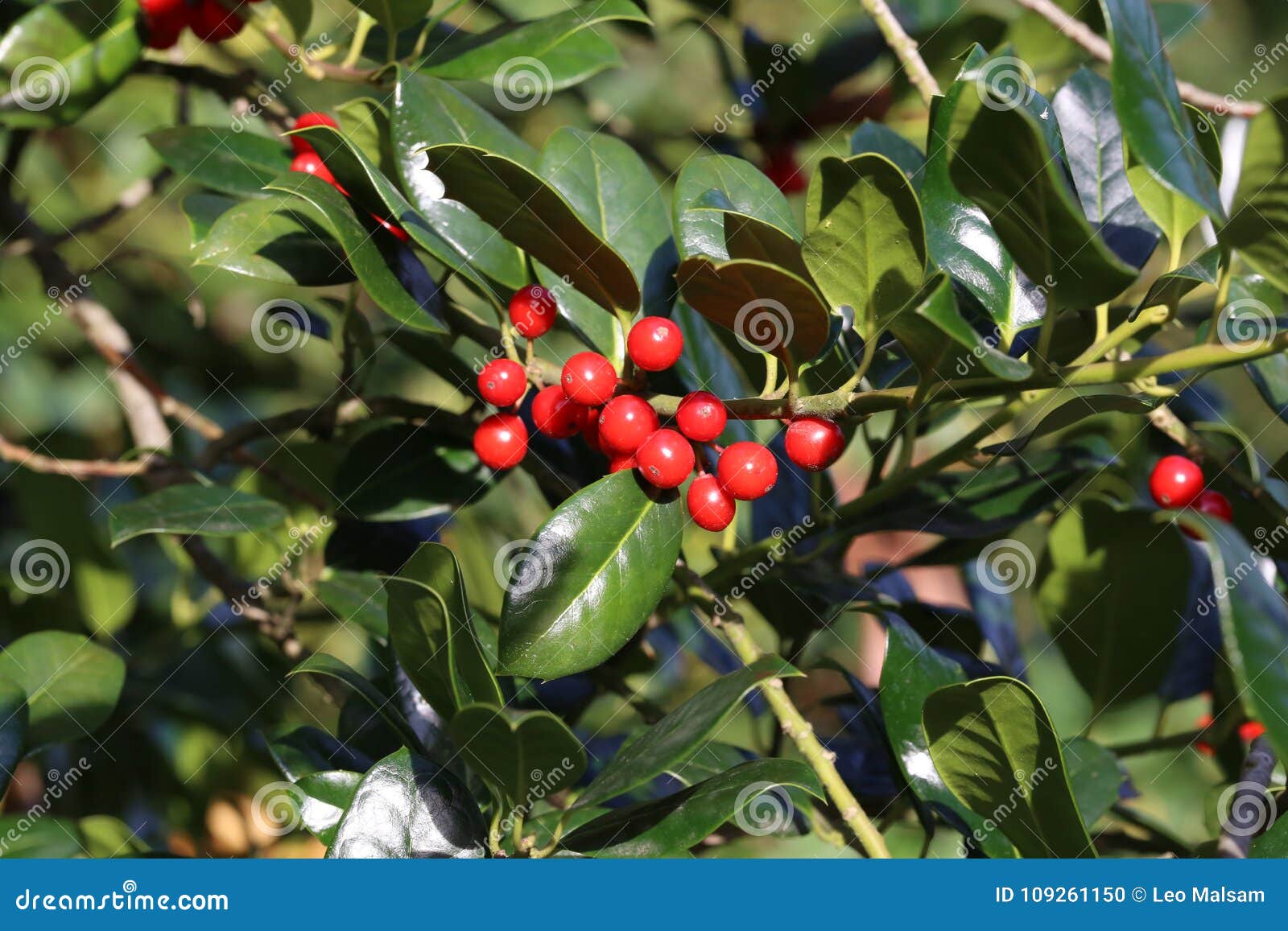 Bright red berries stock photo. Image of leaves, bright - 109261150