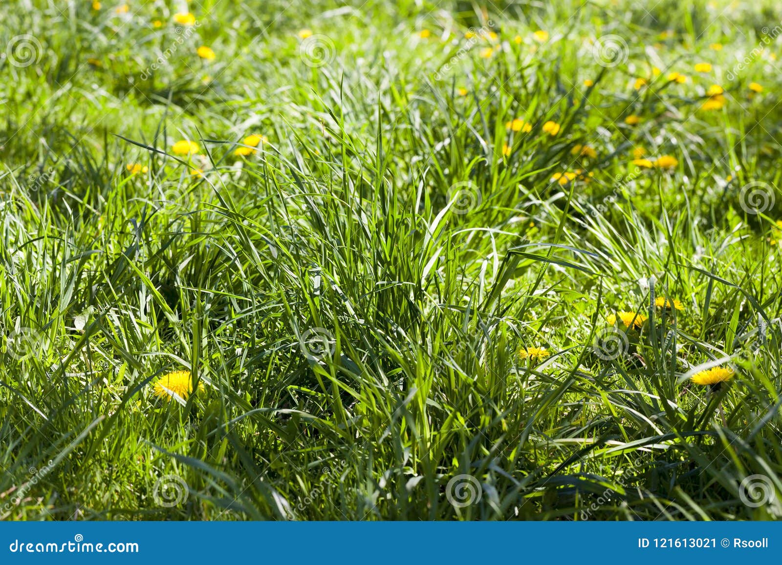 Grass meadow stock image. Image of nature, natural, conservation ...
