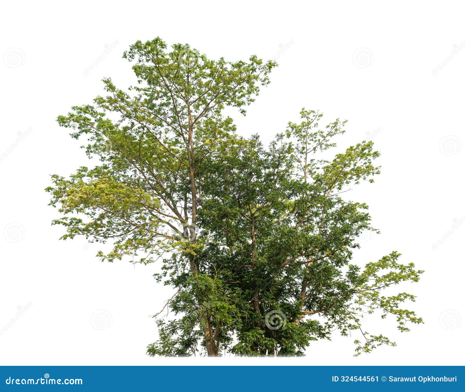 Shrubs Isolated on White Background with Clipping Path and Alpha ...