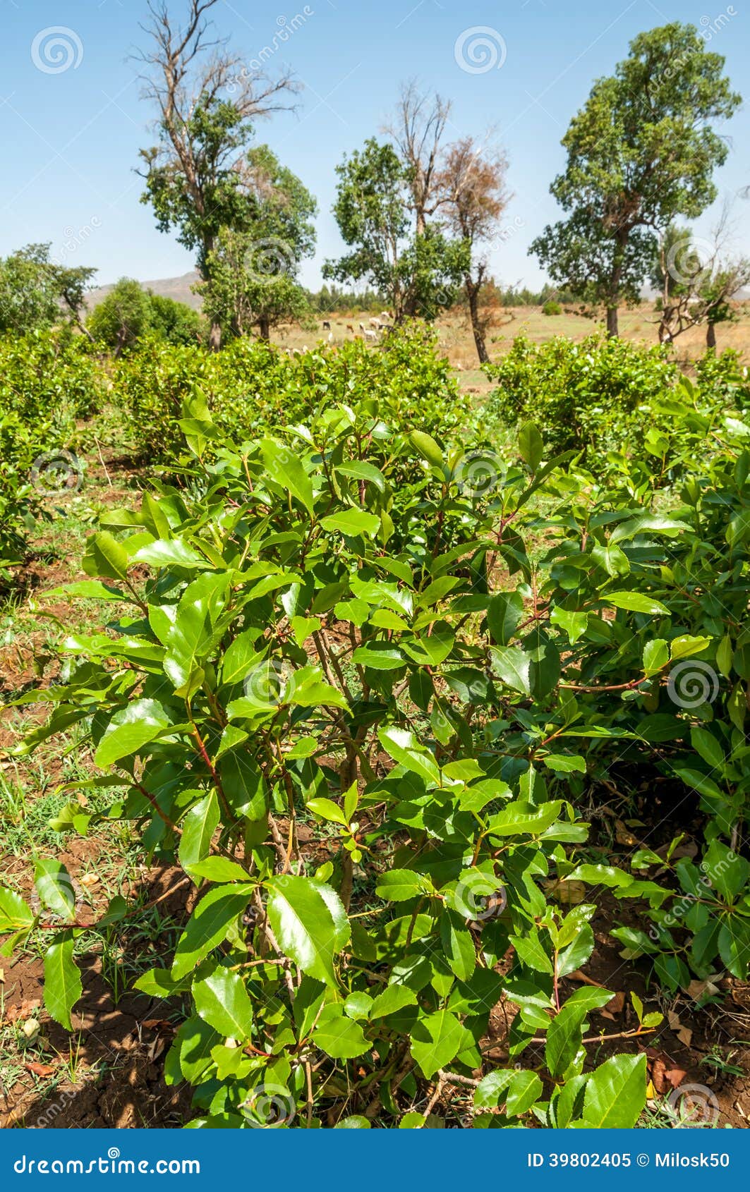 Shrubs with leaves of khat stock image. Image of vegetable - 39802405