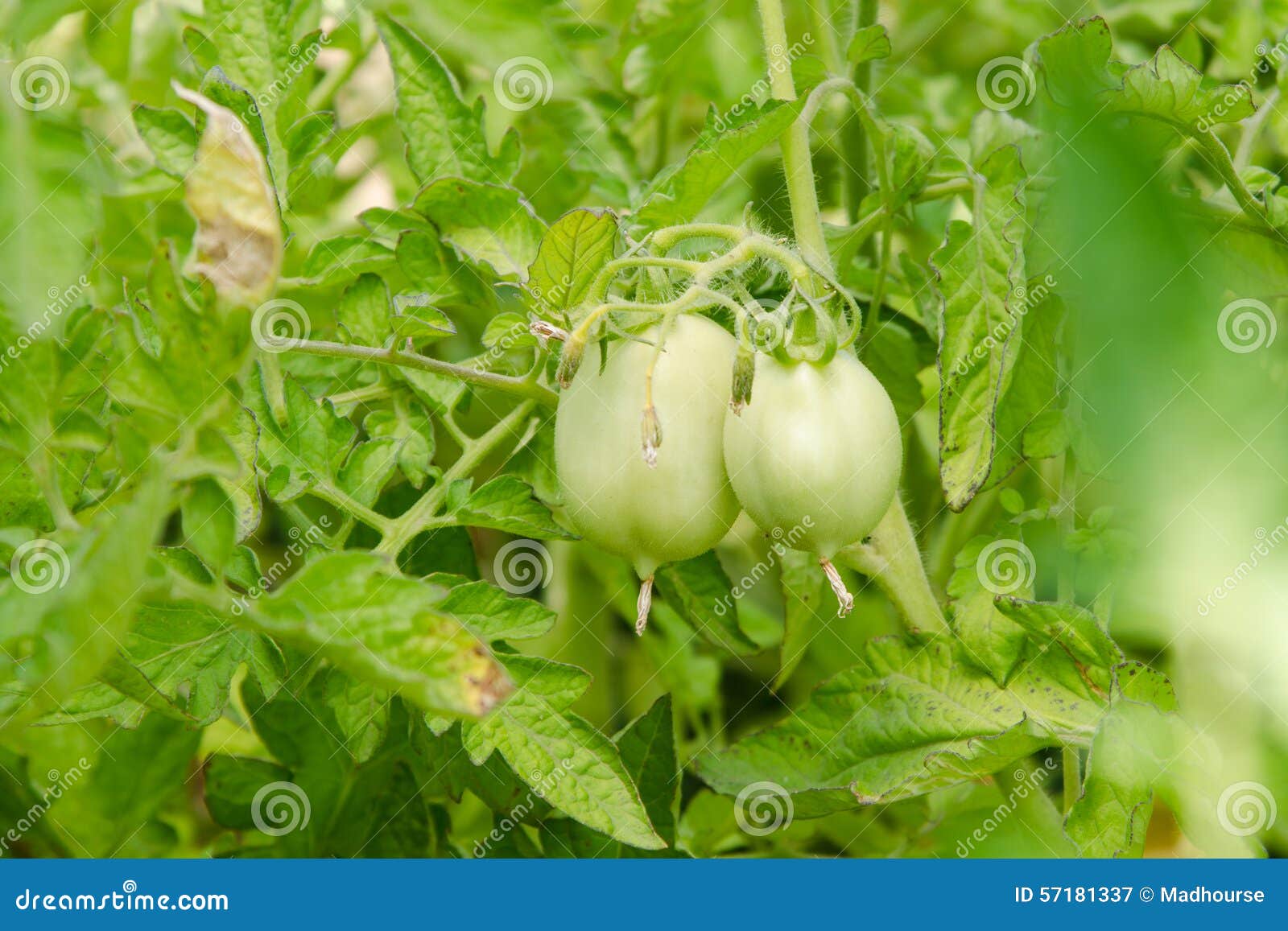 Shrubs are Not Ripe Tomatoes with Green Fruit Stock Image - Image of ...