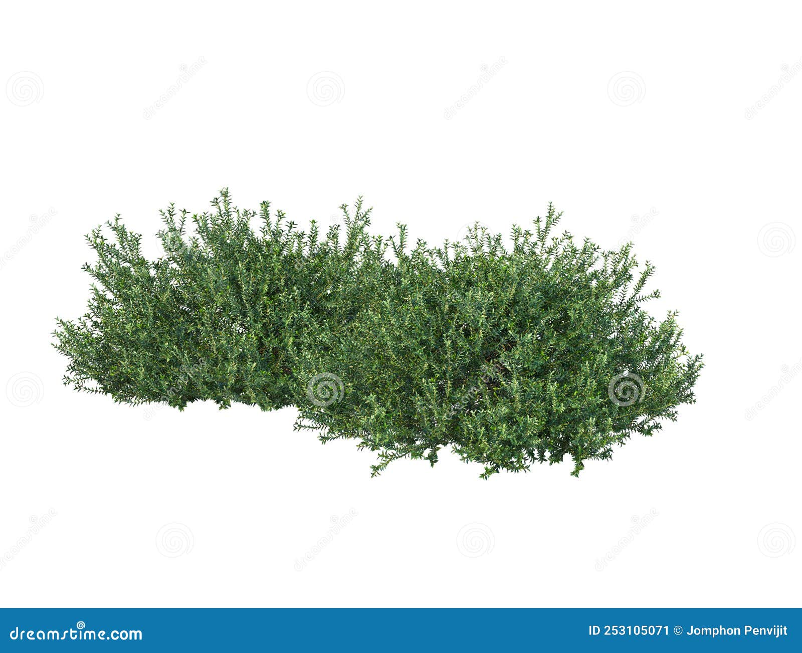 Shrubs and Plants on a White Background Stock Illustration ...