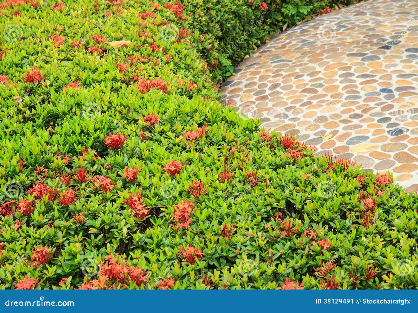 Shrubs of red Ixora stock image. Image of flora, ornamental - 38129491