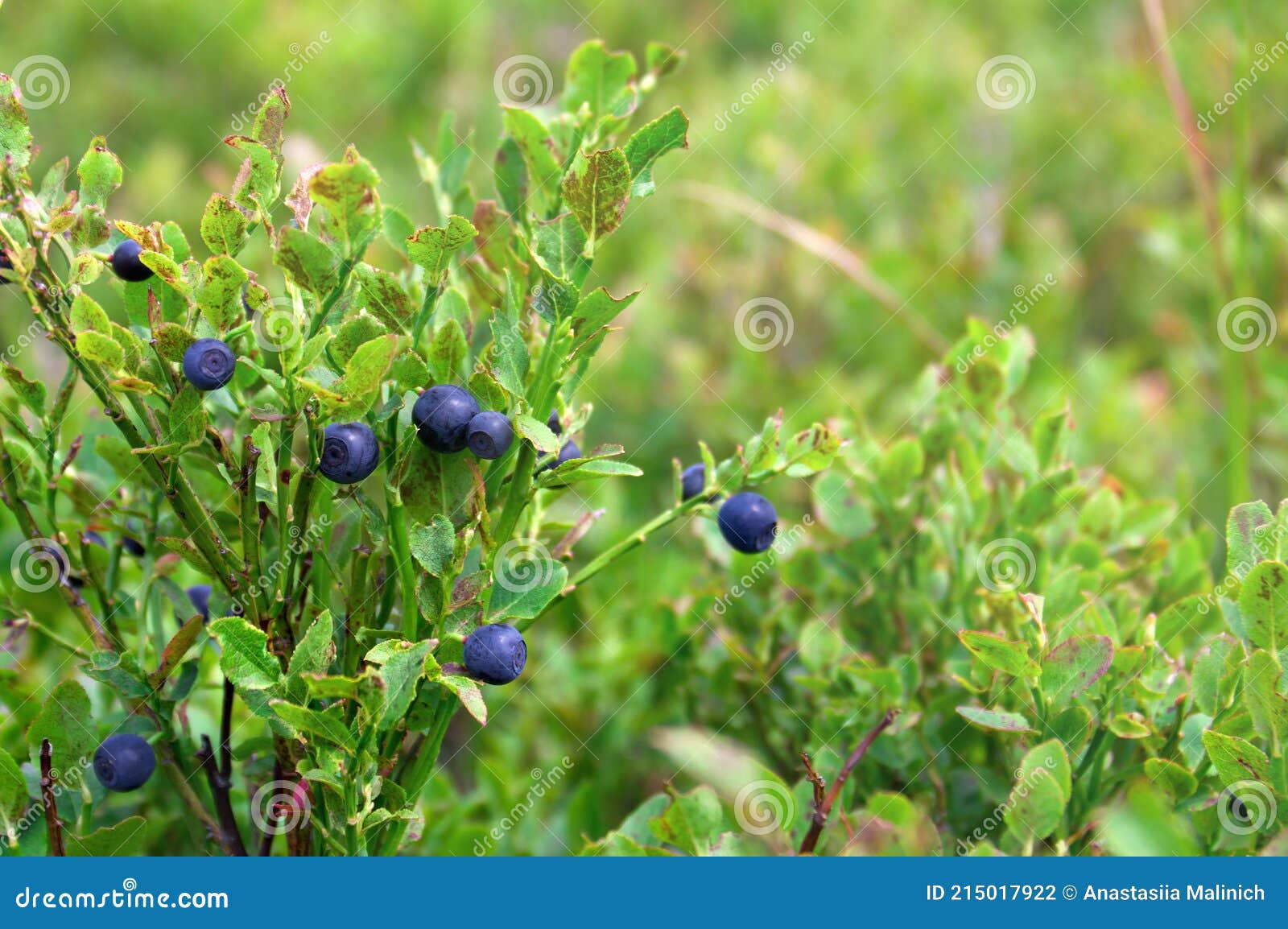 Shrubs with Ripe Fruit Wild Bilberries in Forest in Sunlight Stock ...