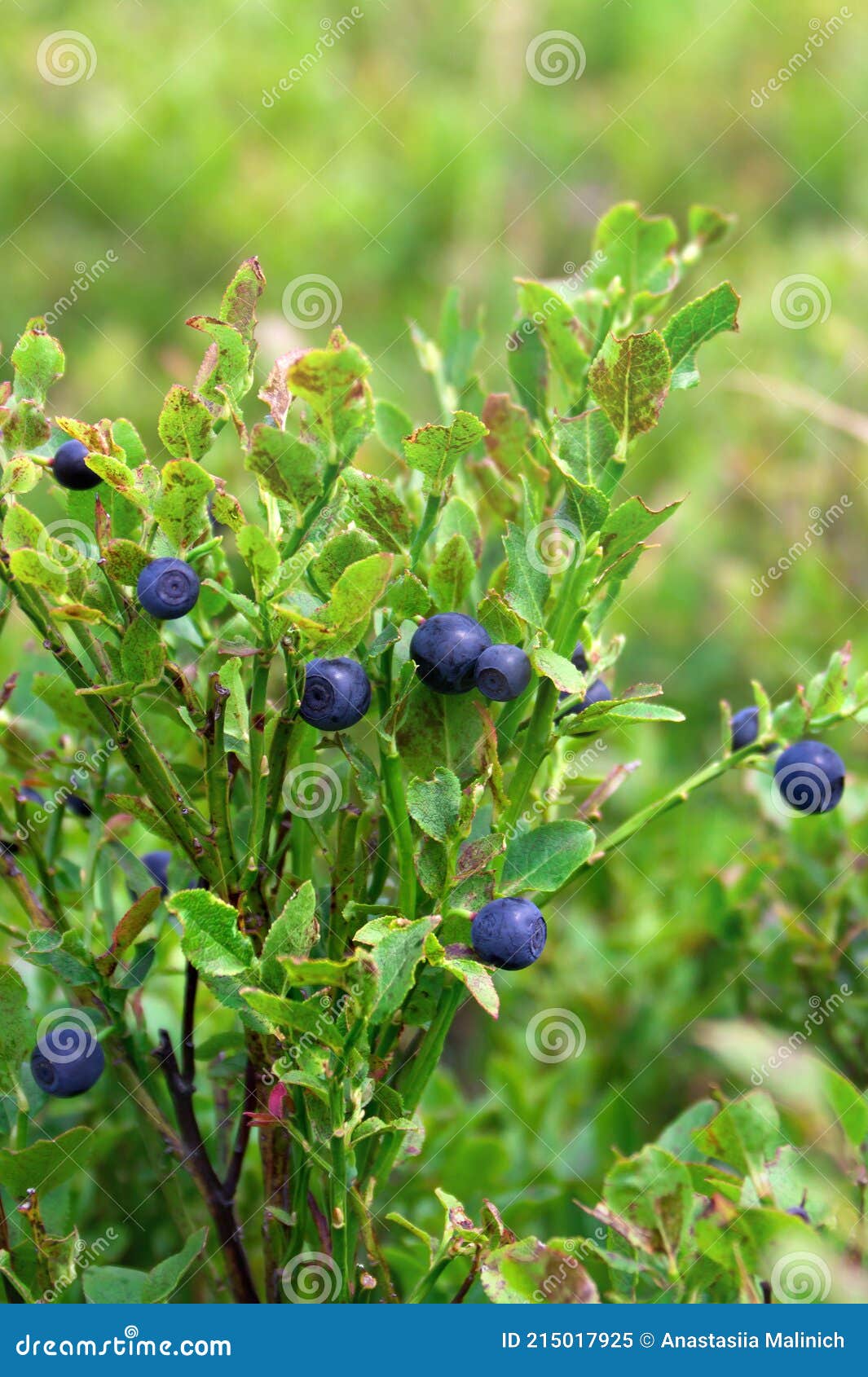 Shrubs with Ripe Fruit Wild Bilberries in Forest in Sunlight Stock ...