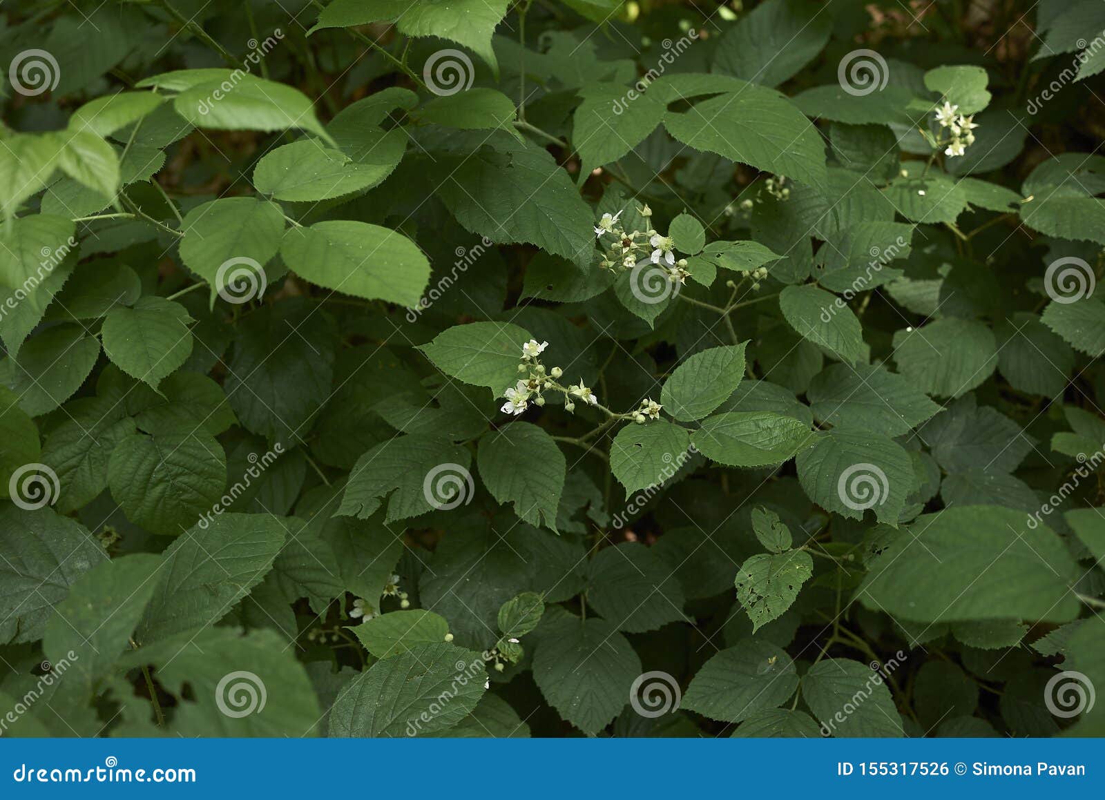 Rubus Idaeus Shrub in Bloom Stock Photo - Image of outdoor, fruit ...