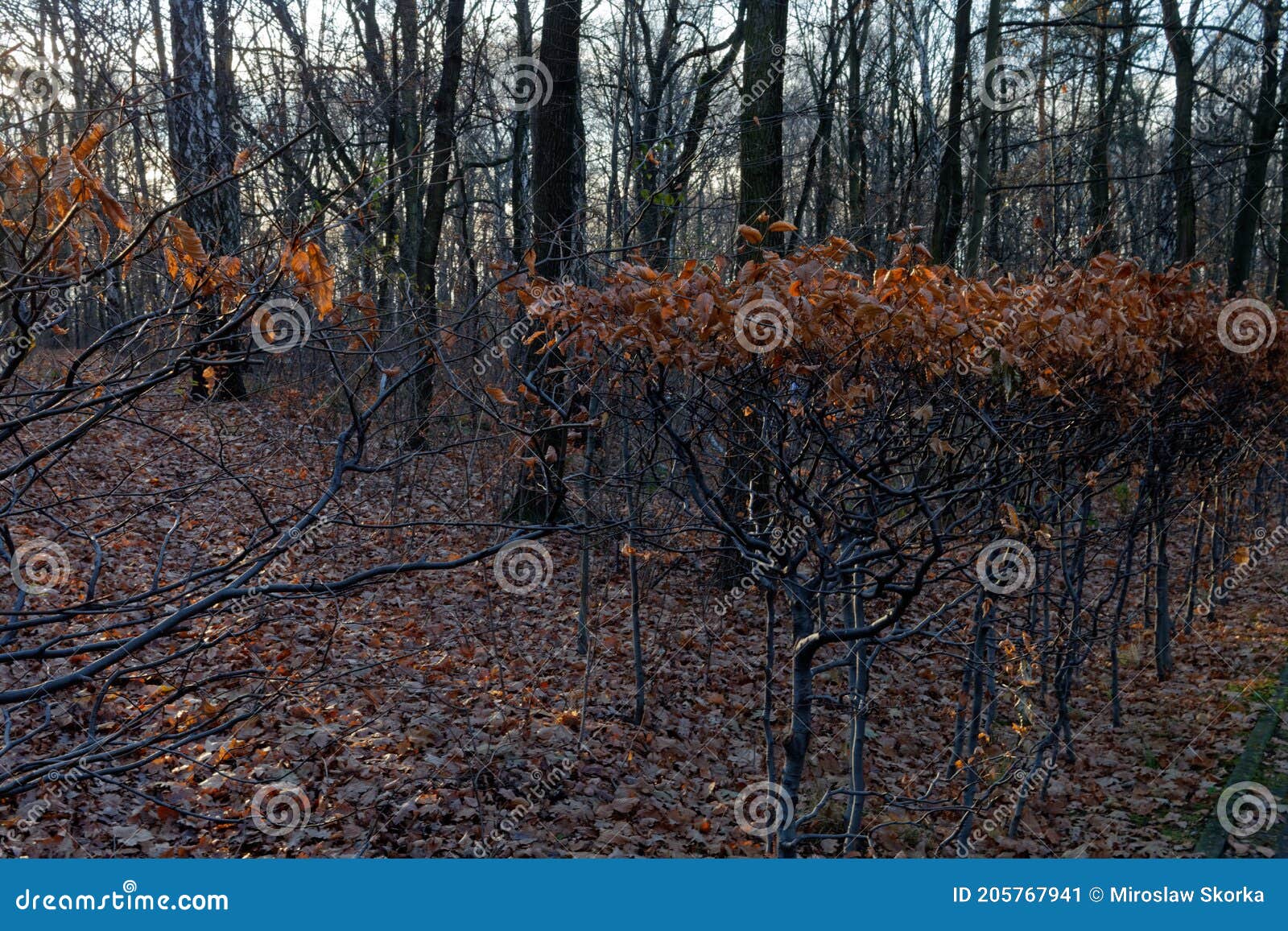 Shrubs in the shadow stock image. Image of trunks, park - 205767941