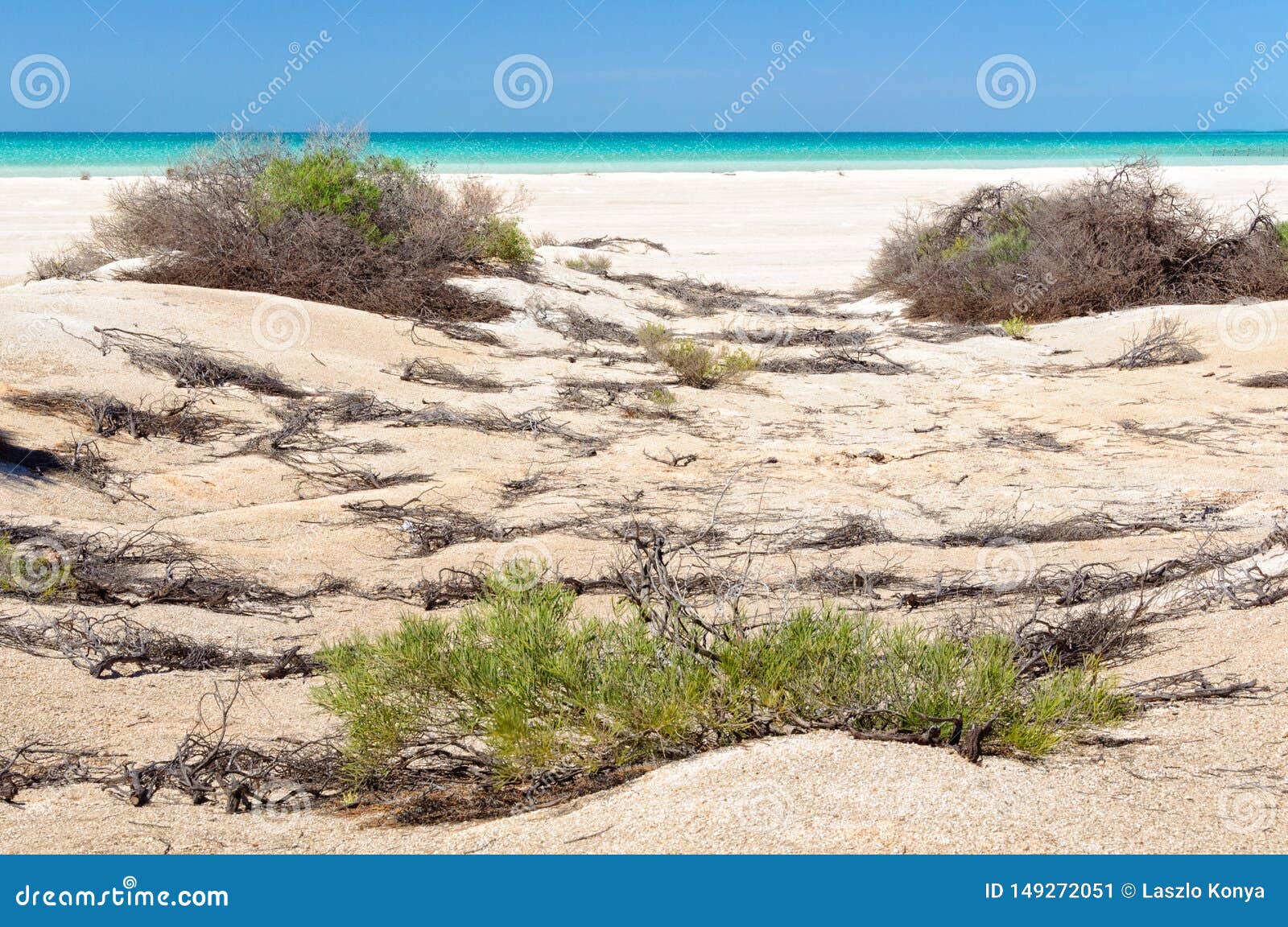 Shell Beach - Denham stock image. Image of western, summer - 149272051