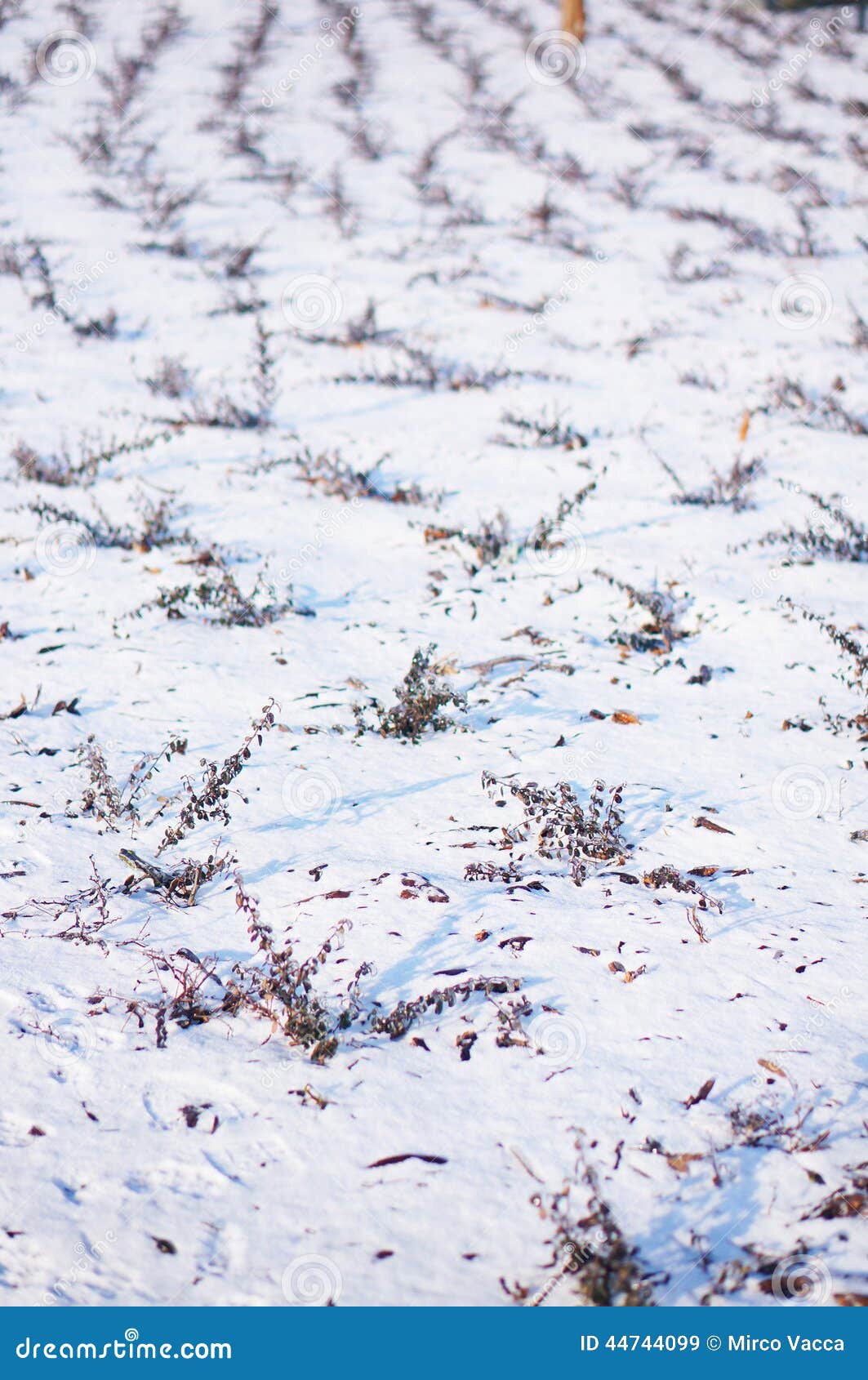 Shrubs in snow stock image. Image of snow, shrubs, natural - 44744099