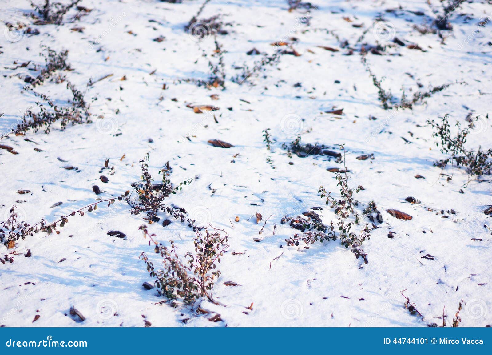 Shrubs in snow stock image. Image of snow, natural, winter - 44744101