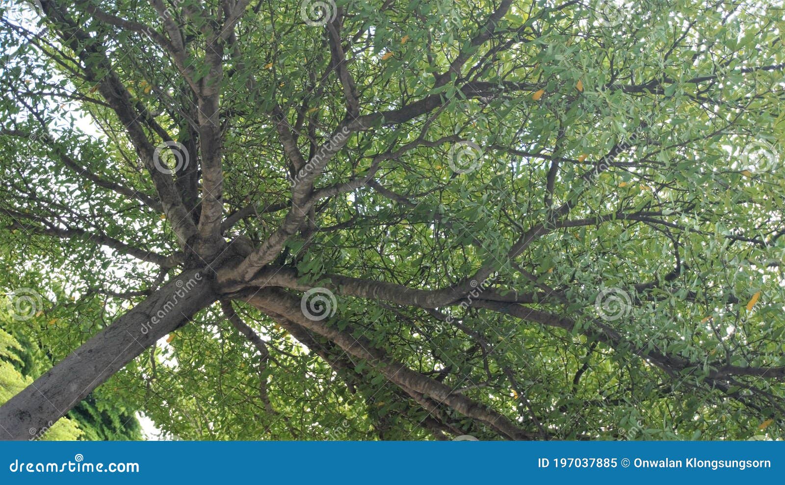 Shrubs with Strong Branches Spreading Take a Photo Back Up. Stock ...