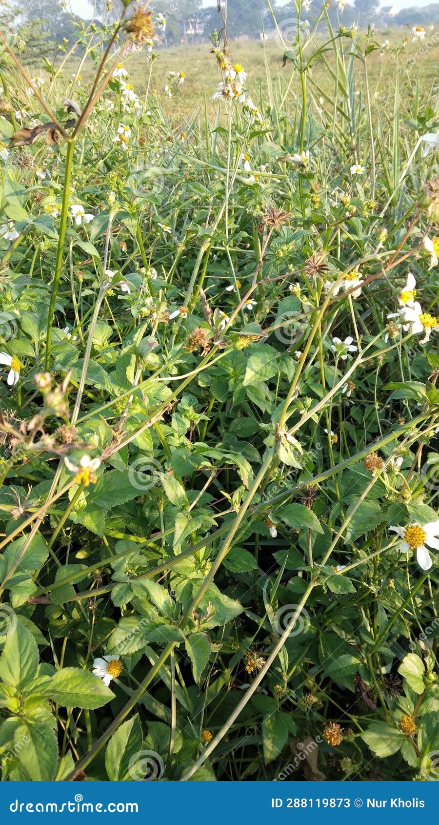 Shrubs that Thrive in the Field. Stock Image - Image of crop, evergreen ...
