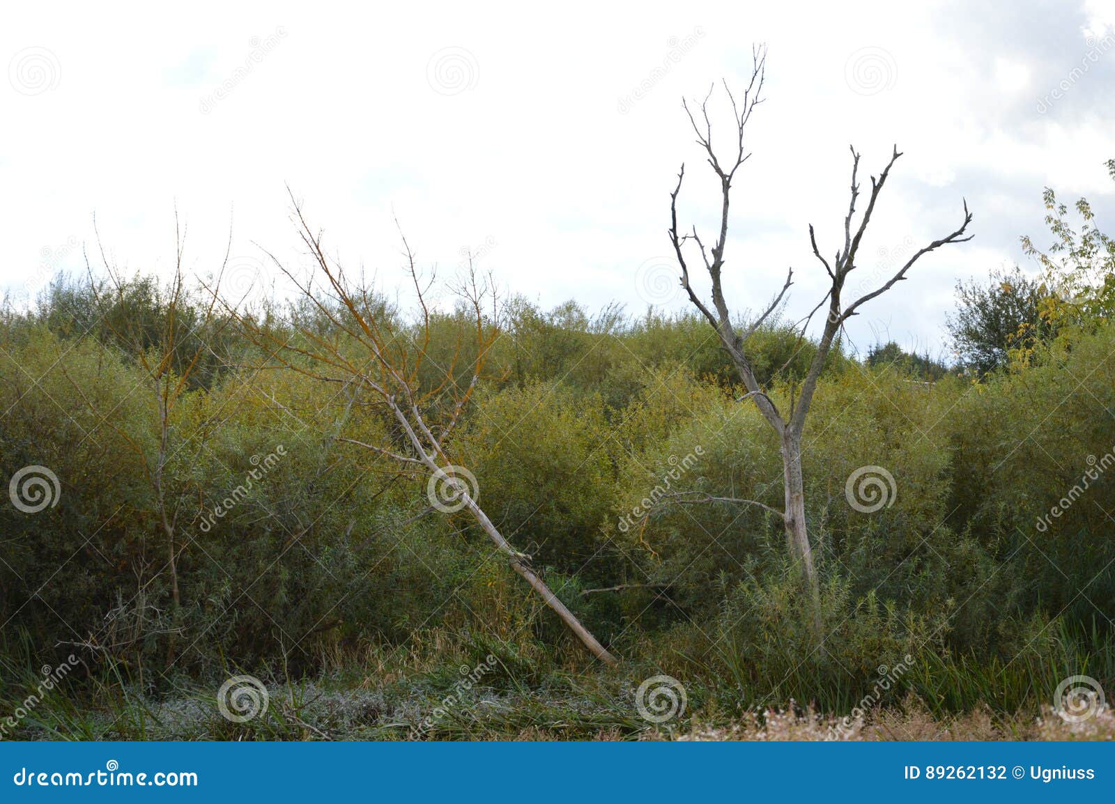 Shrubs and Trees are Dried Up. Stock Photo - Image of nice, trees: 89262132