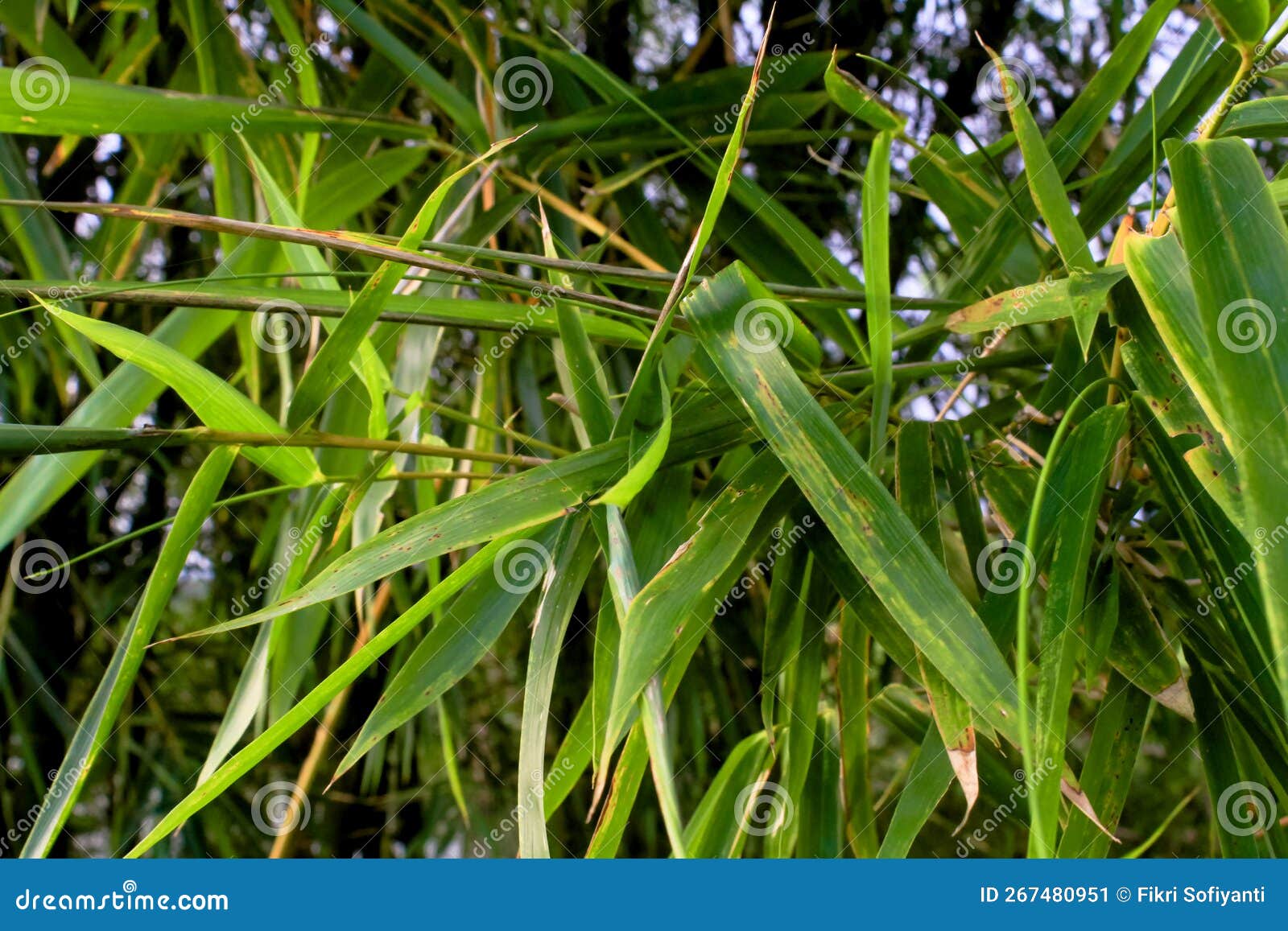 Shrubs of Tropical Bamboo Forest Plants Growing in the Wild Stock Image ...