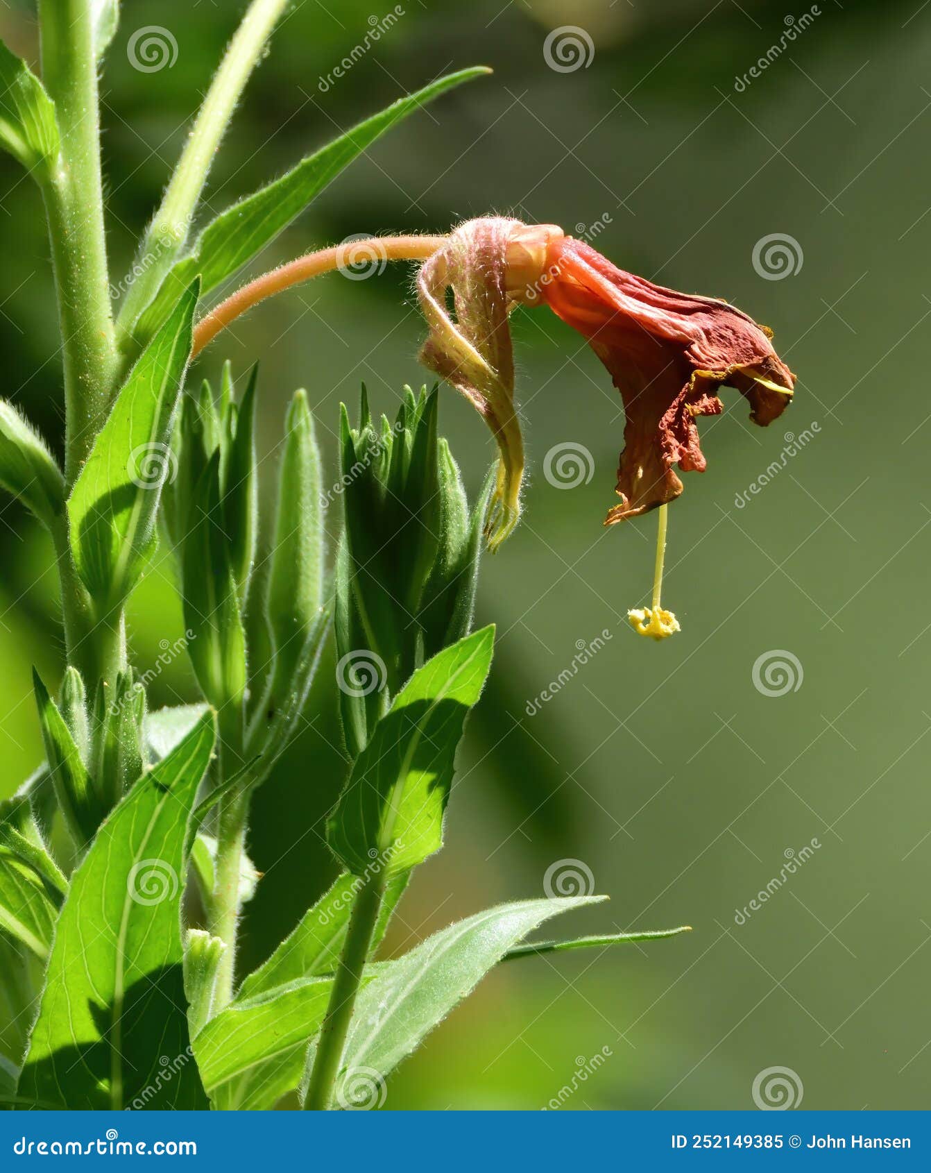 Shriveled stock image. Image of evening, wild, bloom - 252149385