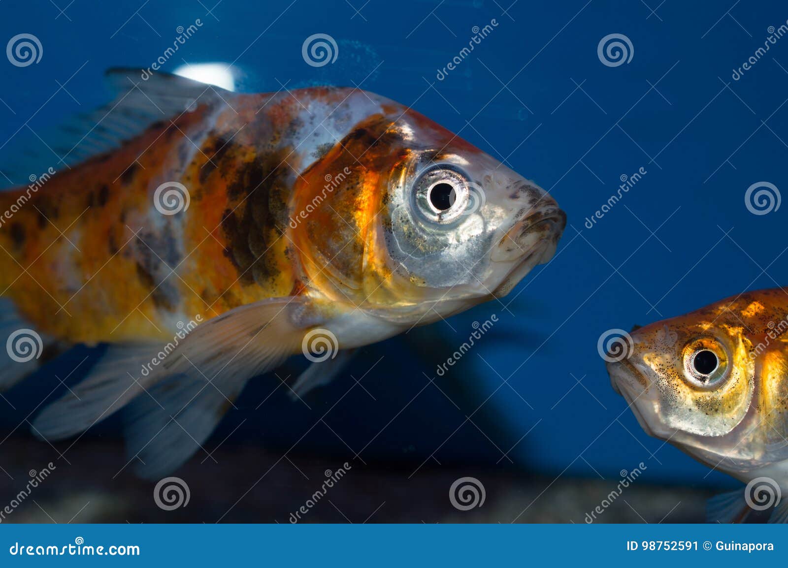 Shubunkin Goldfish stock image. Image of type, size, area - 98752591