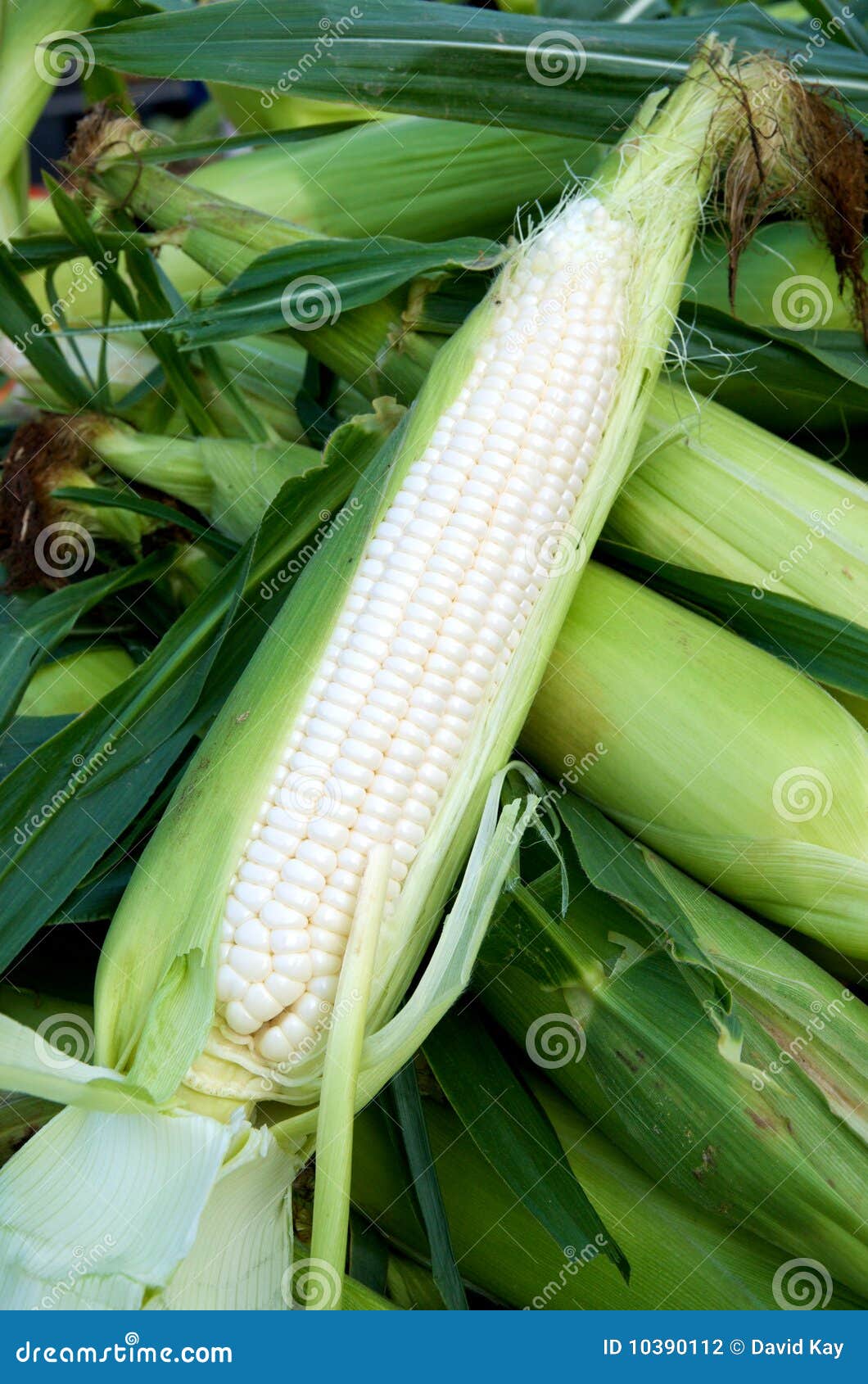Shucked Corn stock photo. Image of maize, green, ripe - 10390112