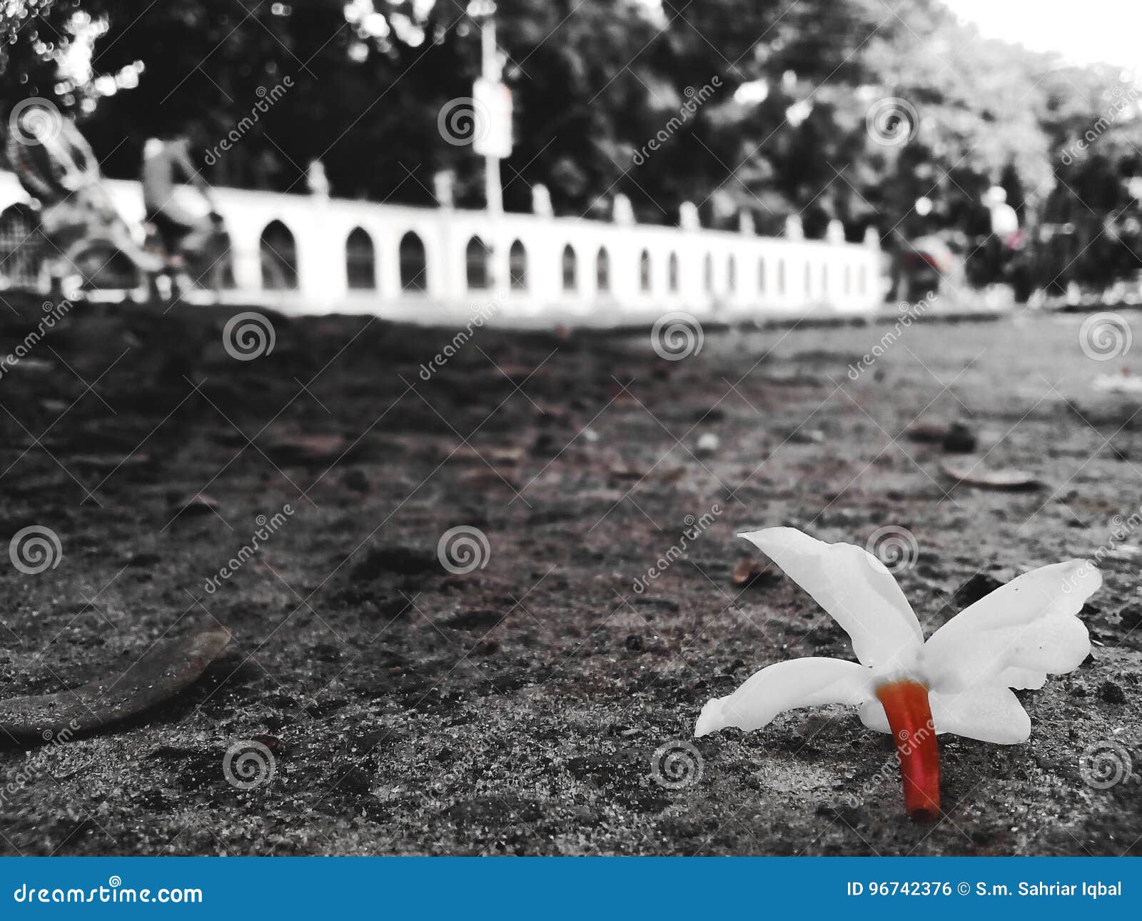 Shuli Flower stock photo. Image of bangladesh, forest - 96742376